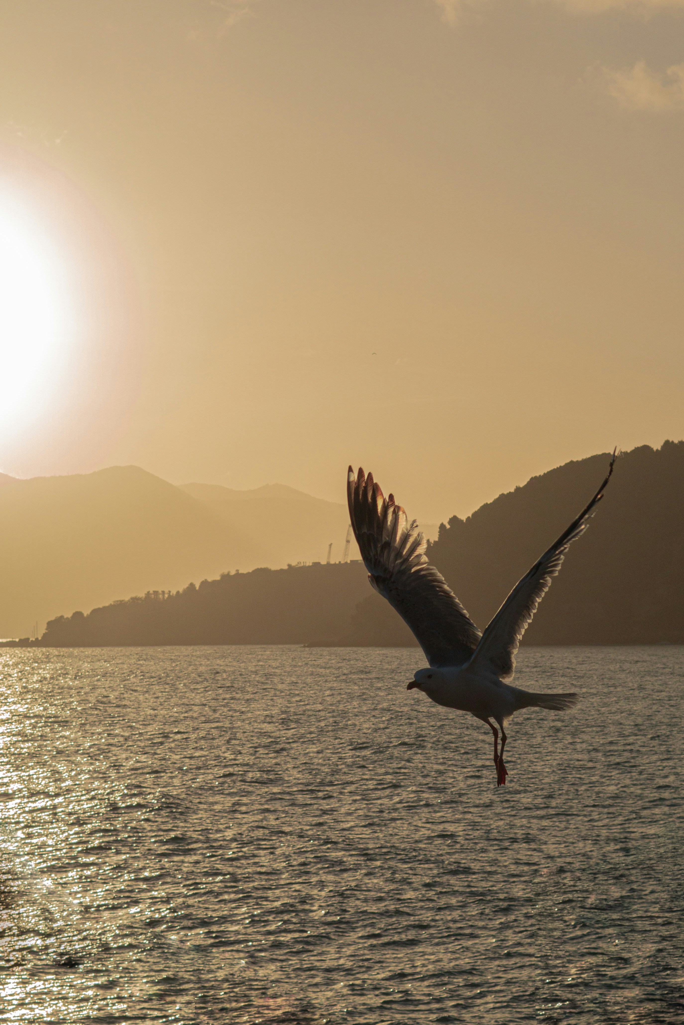 Seagull soaring over shimmering water with a hazy sunset backdrop and distant mountains.