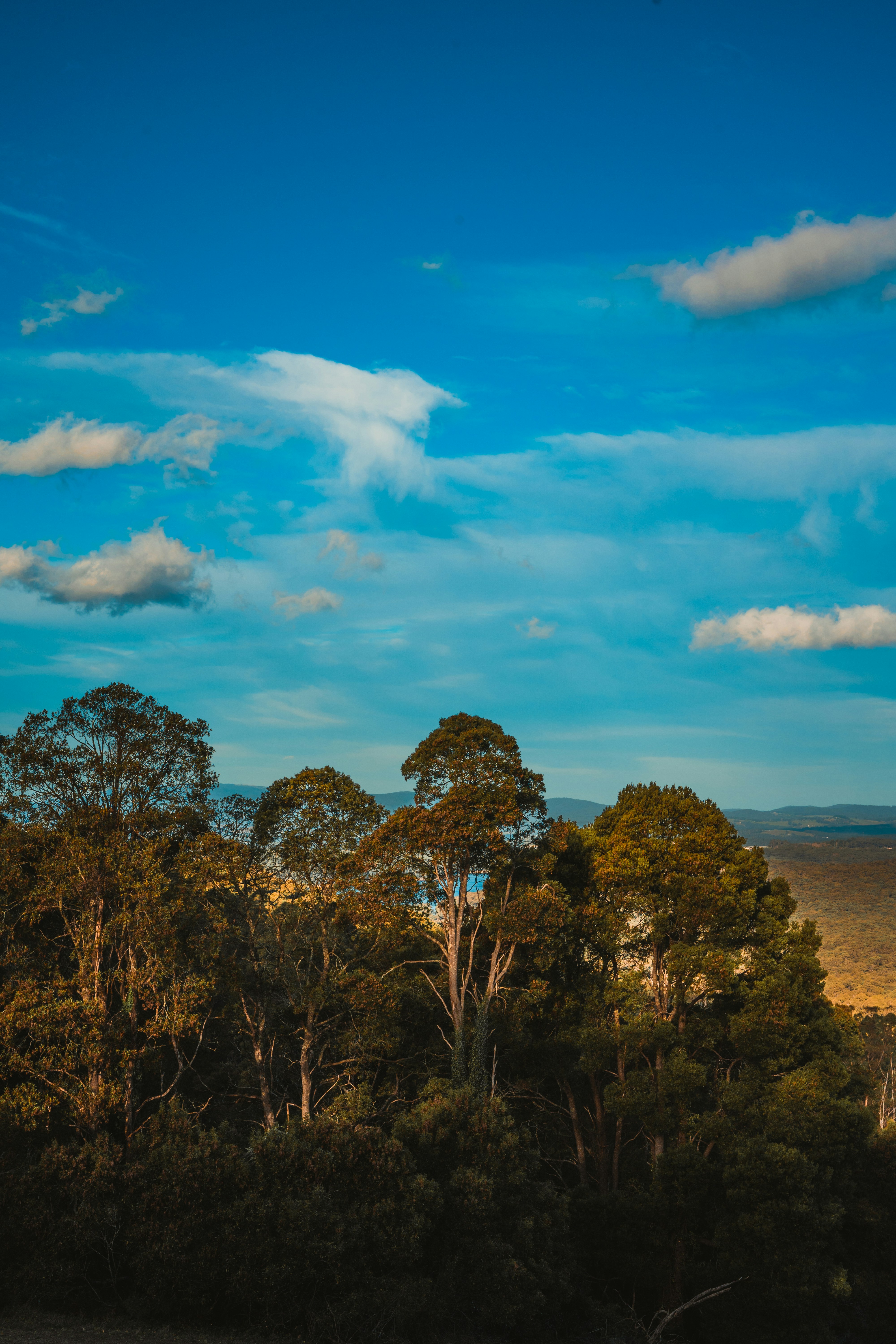 Erica Vic Photos | Télécharger des images gratuites sur Unsplash