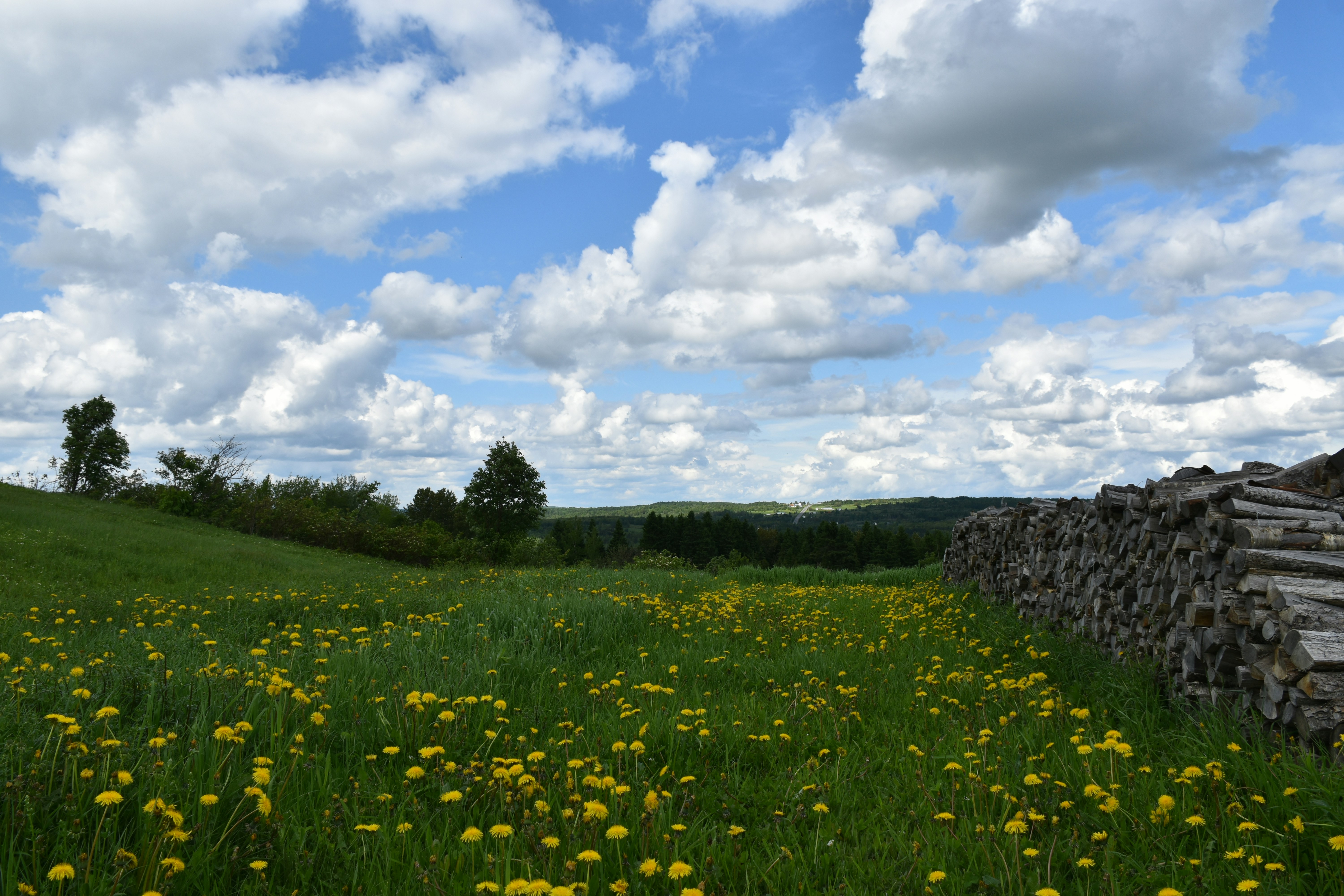 A cord of wood in a field, Sainte-Apolline, Québec, Canada
