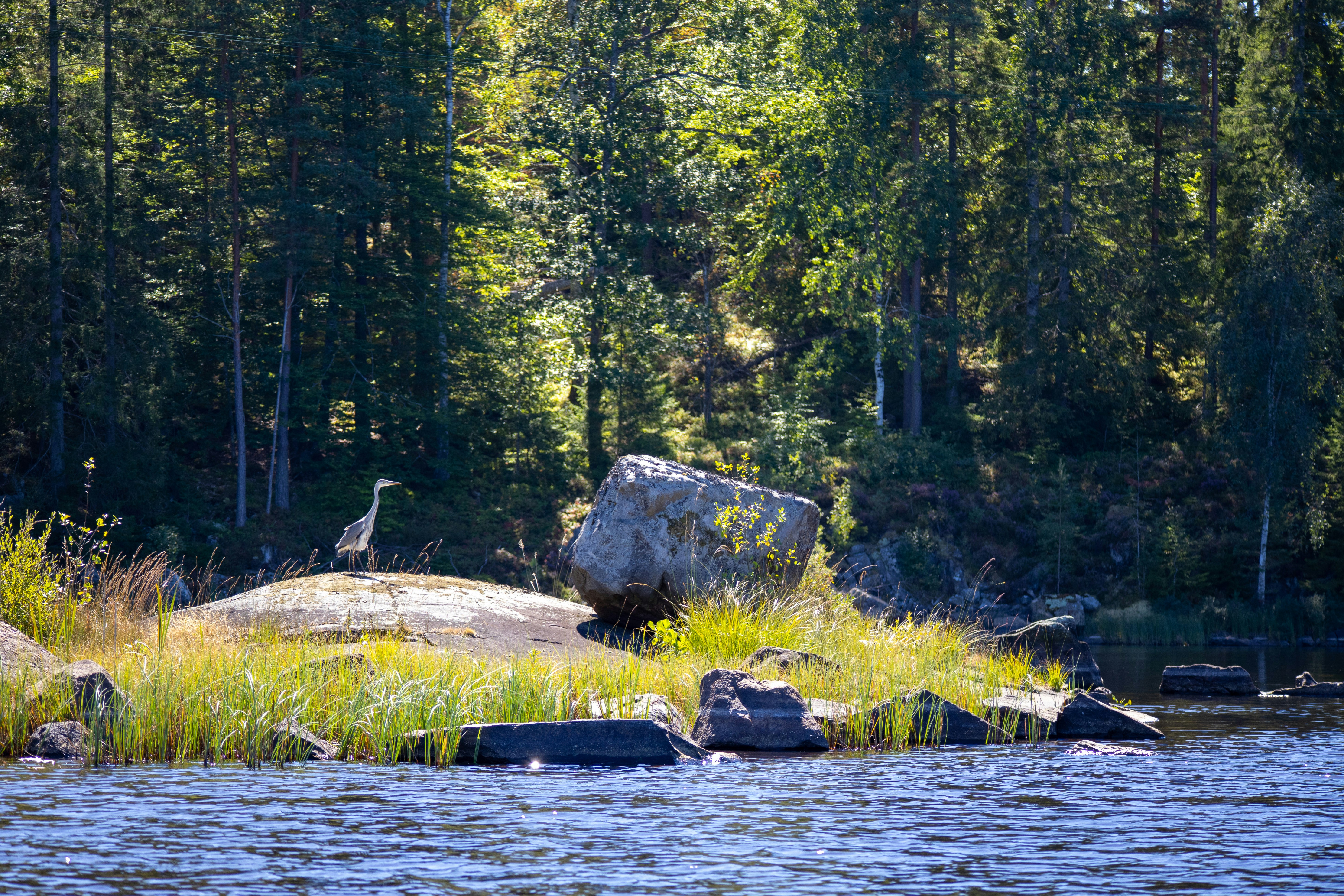 Lone Heron on a Sunlit Rock Island by a Calm Lake