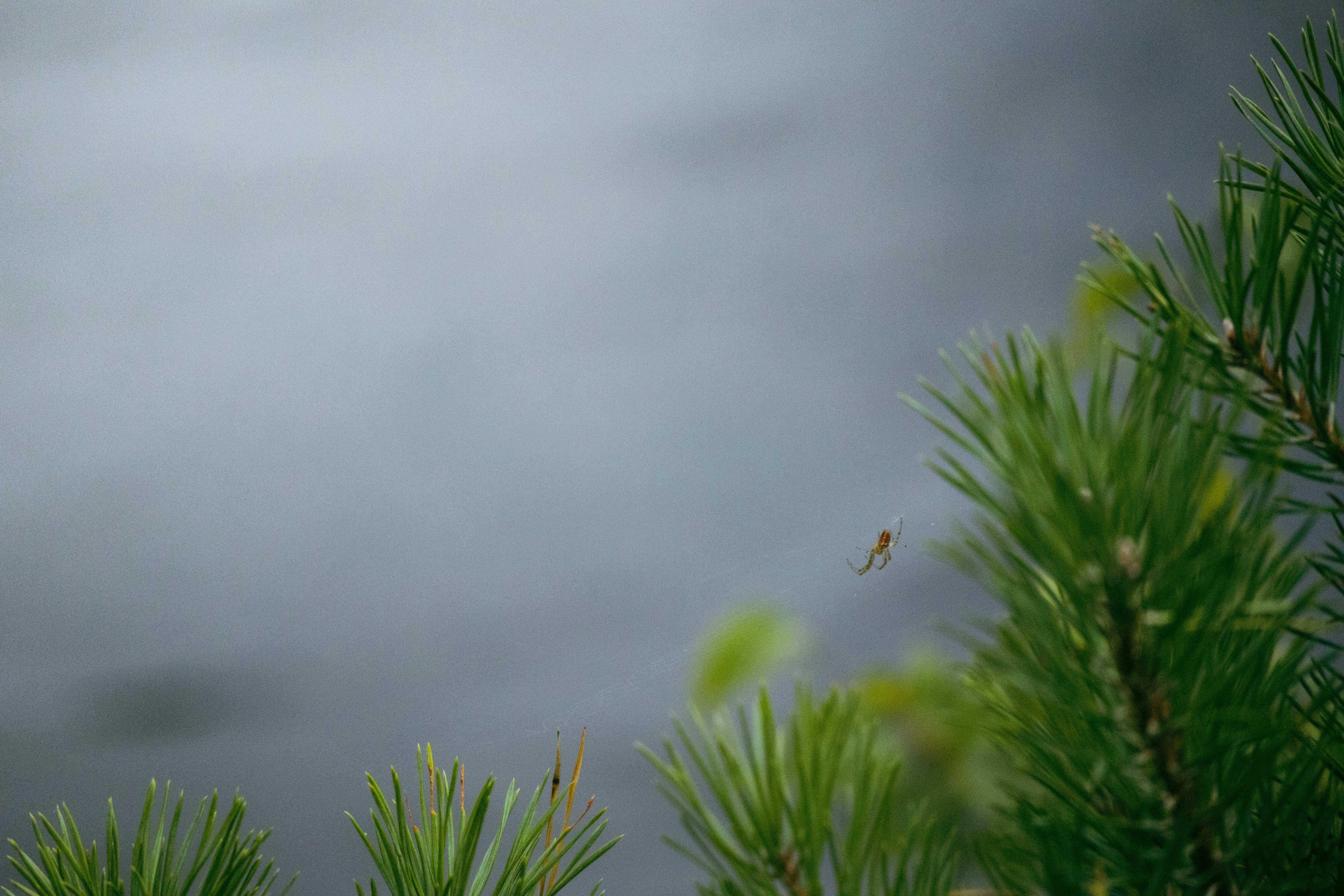 Dragonfly Fringe: A Delicate Hover Over Pine Needles by a Misty Blue Shore