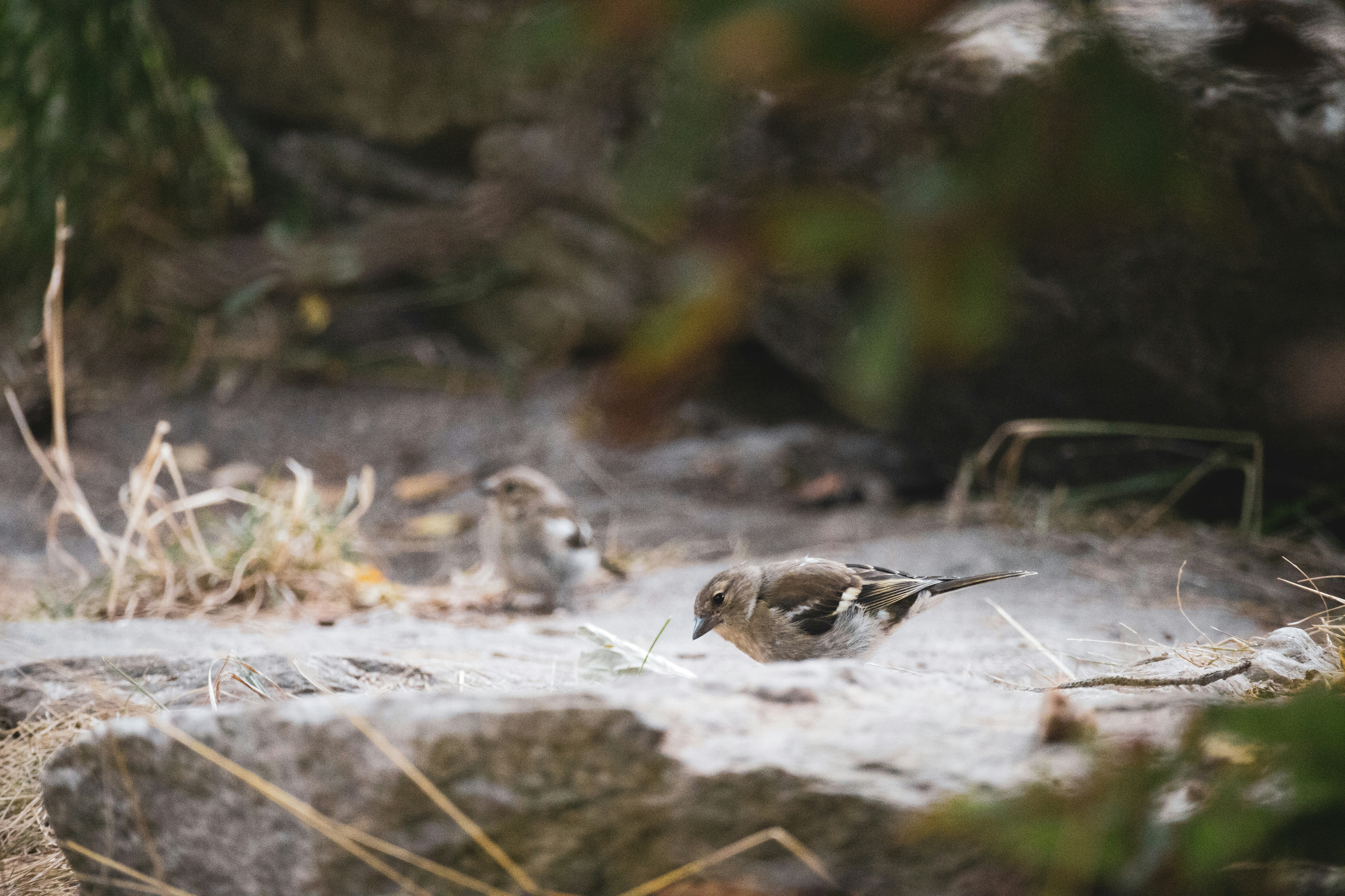 Riverside Forage: A Sparrow on the Sandbank