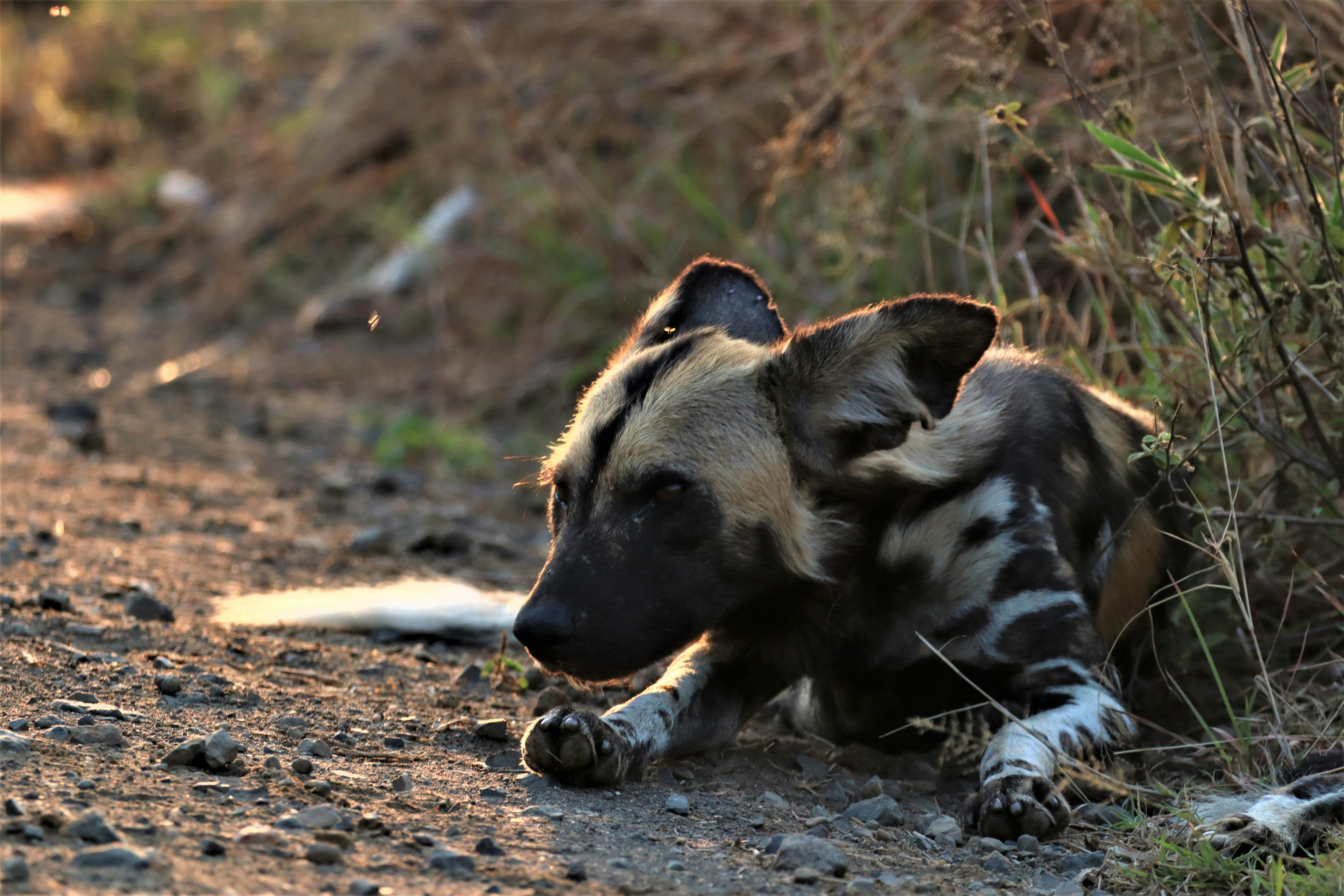 A dog lying on the ground photo – Free Kruger national park Image on ...