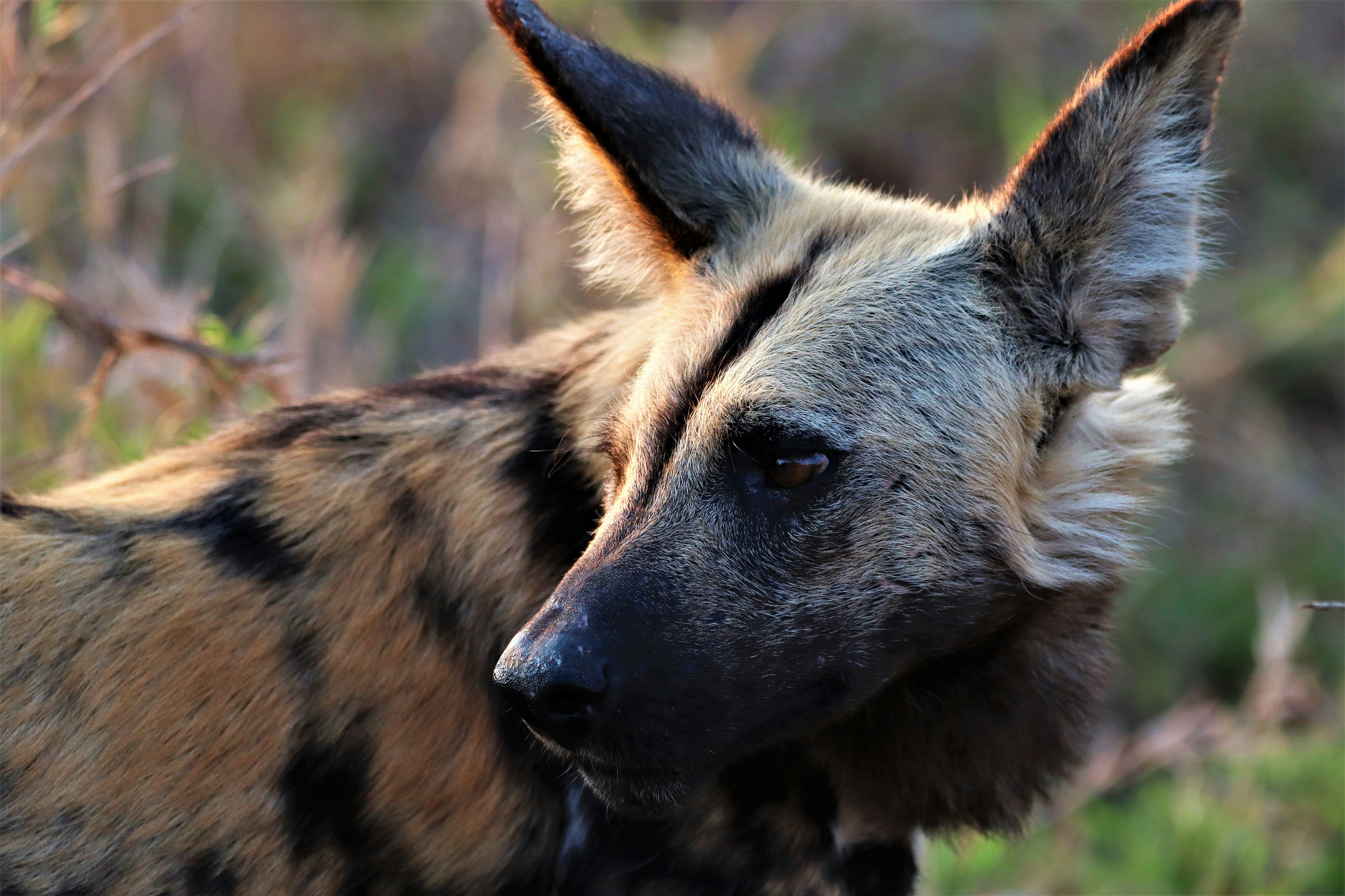 A close up of a deer photo – Free Kruger national park Image on Unsplash