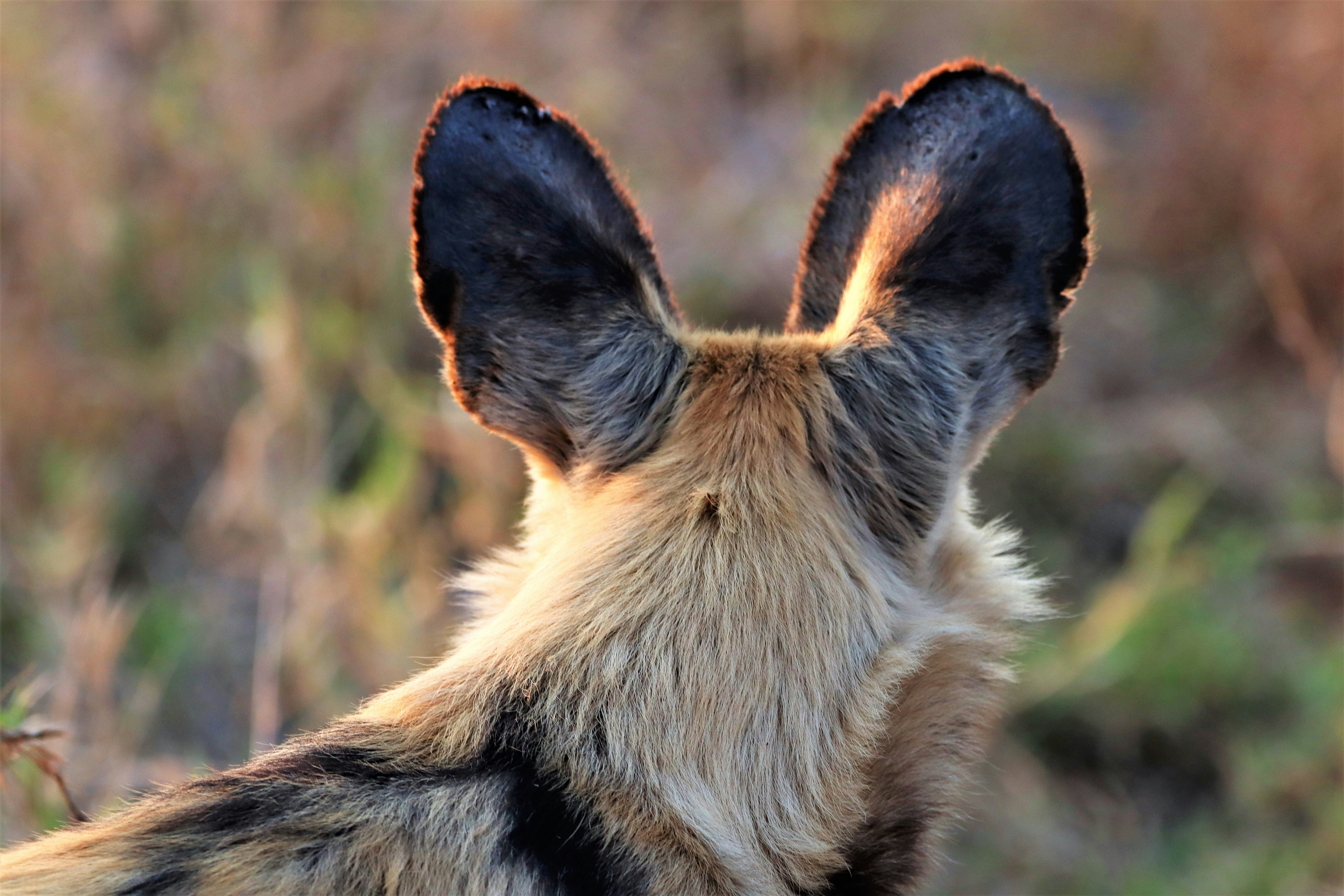 A fox with its head tilted photo – Free Kruger national park Image on ...