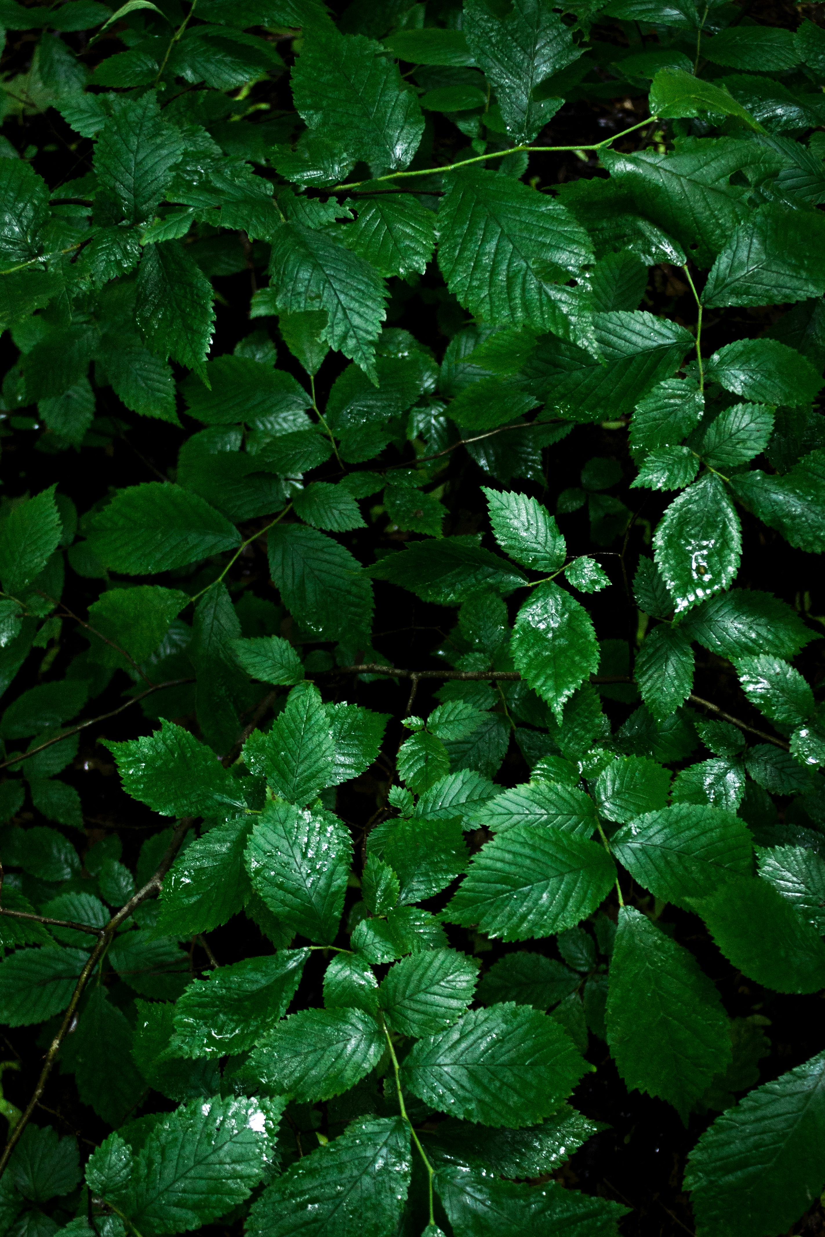 Emerald Veins: Close-Up of Dense Glossy Foliage