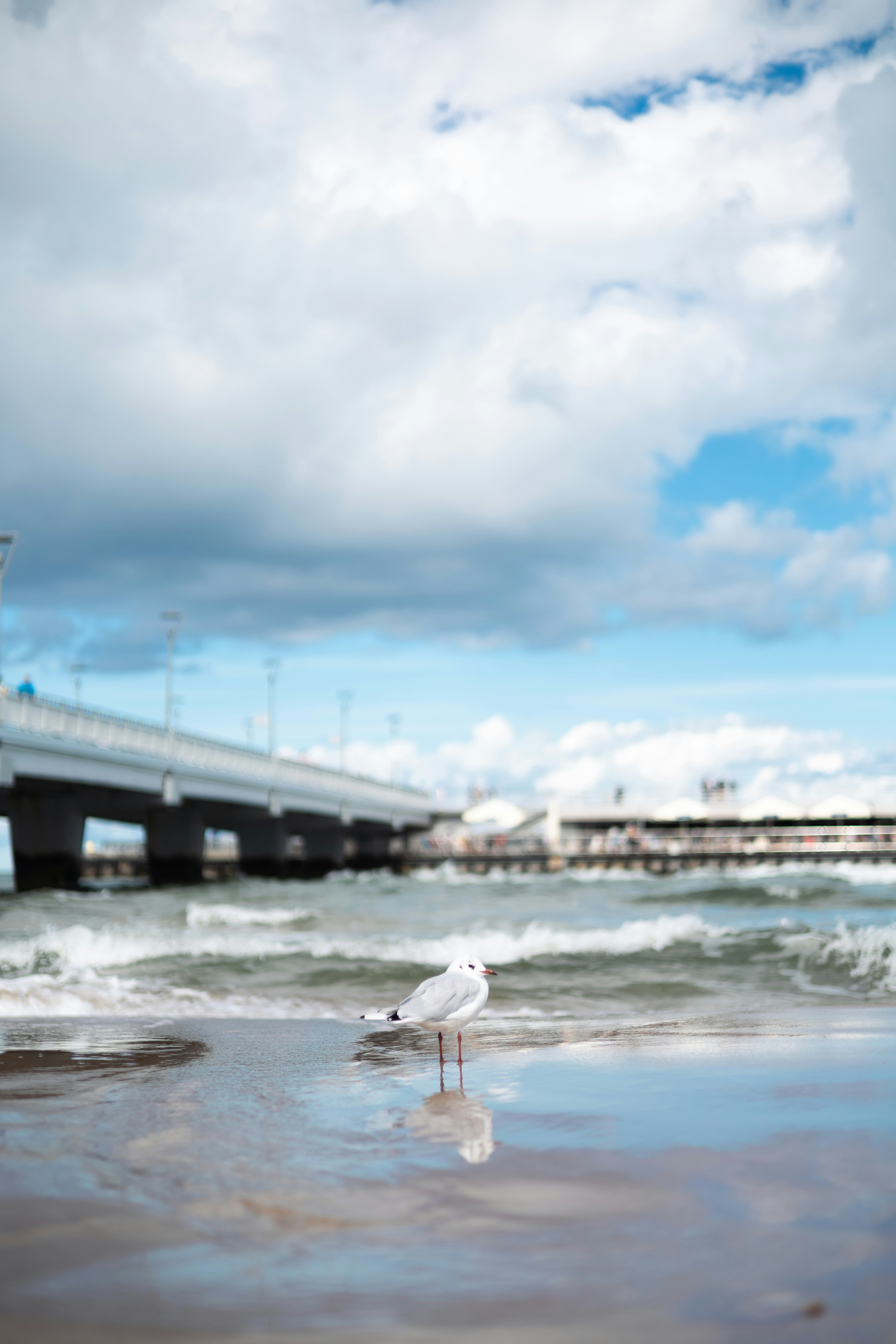 a bird flying over a body of water