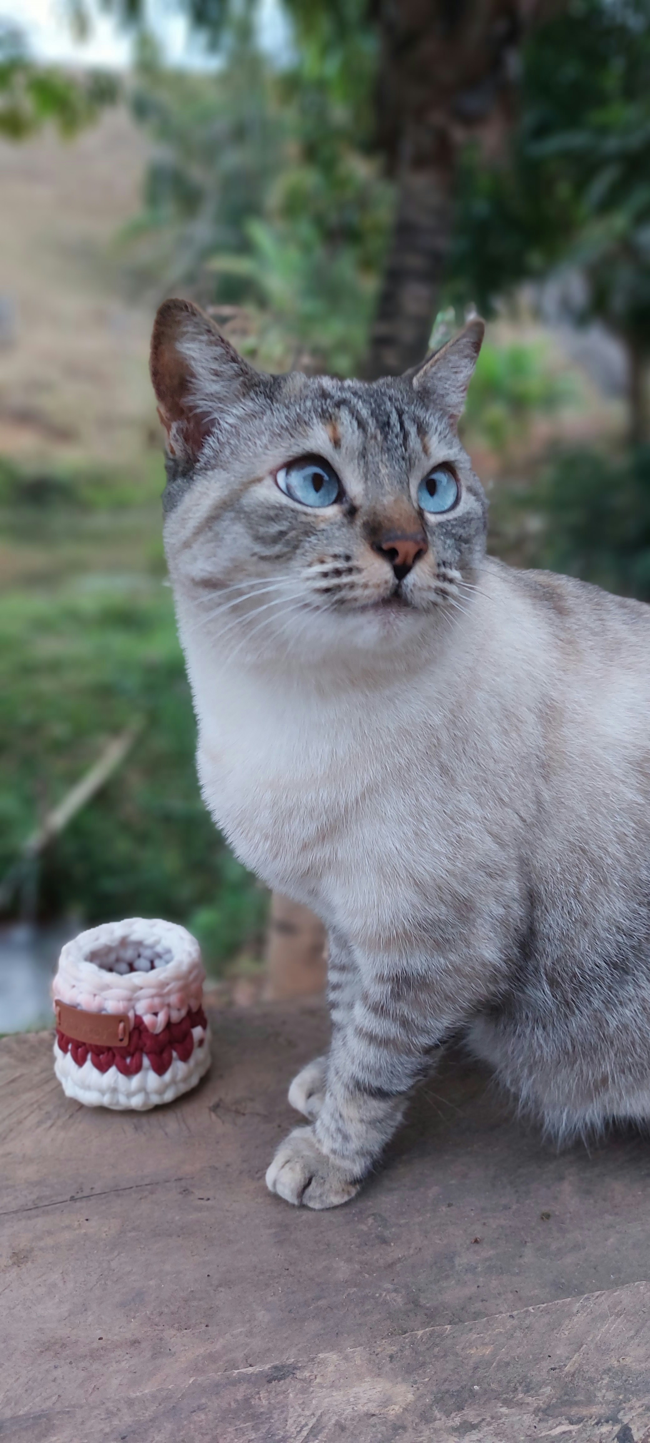 Azure-eyed Cat Seated by a Tiny Crochet Vessel