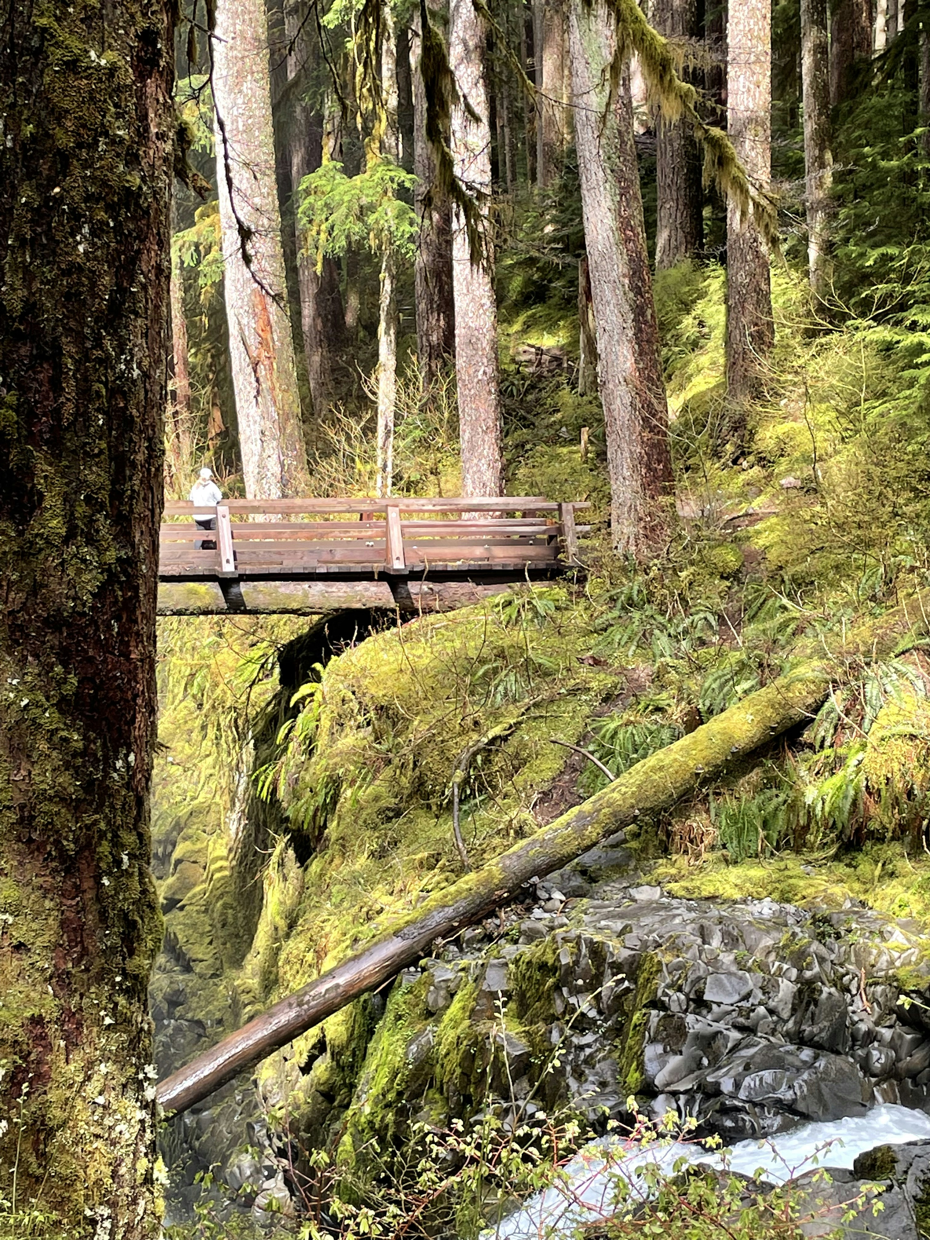 A bench in the middle of a forest photo – Free Forest Image on Unsplash