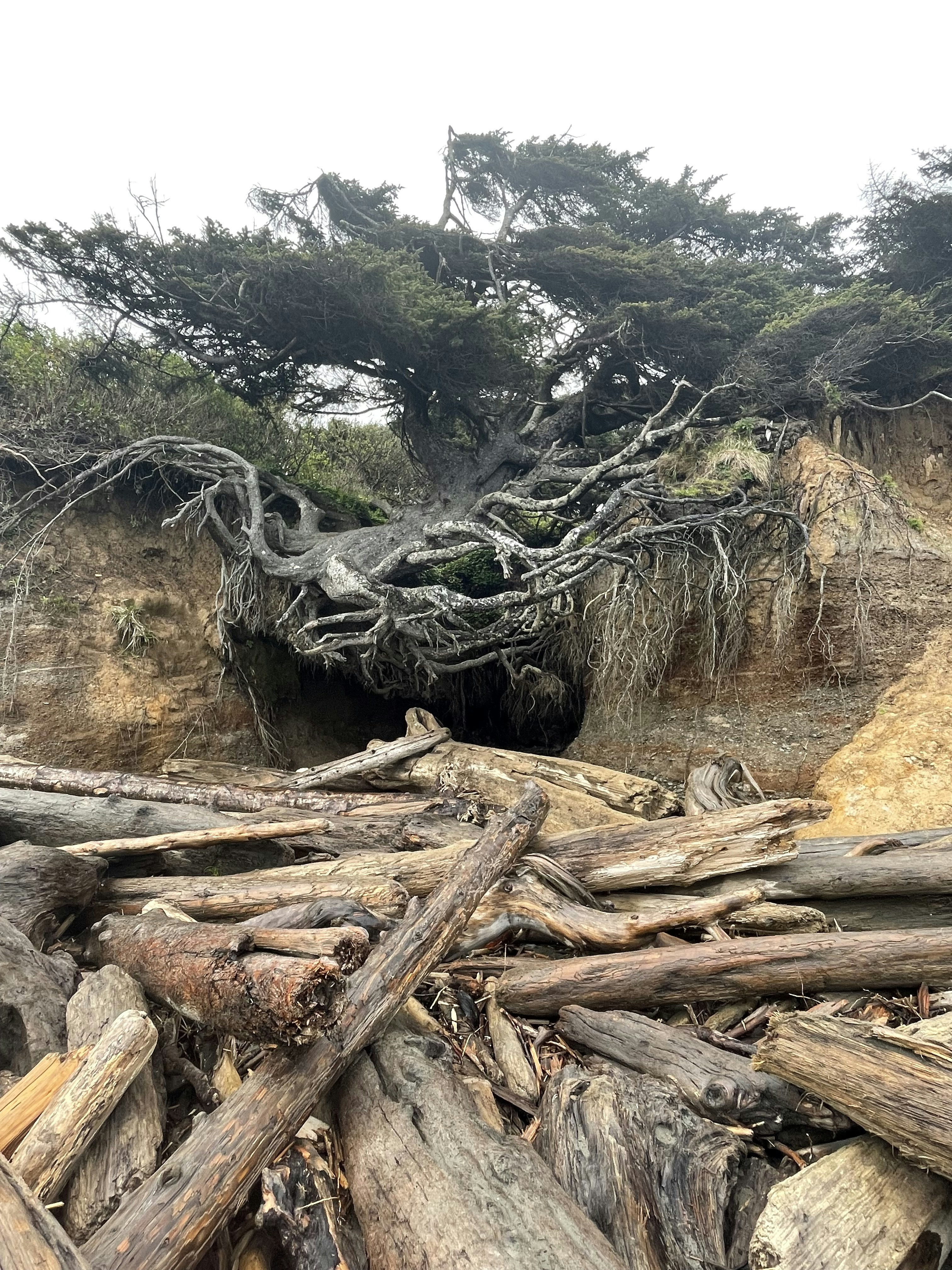 A tree that has fallen photo – Free Surreal Image on Unsplash