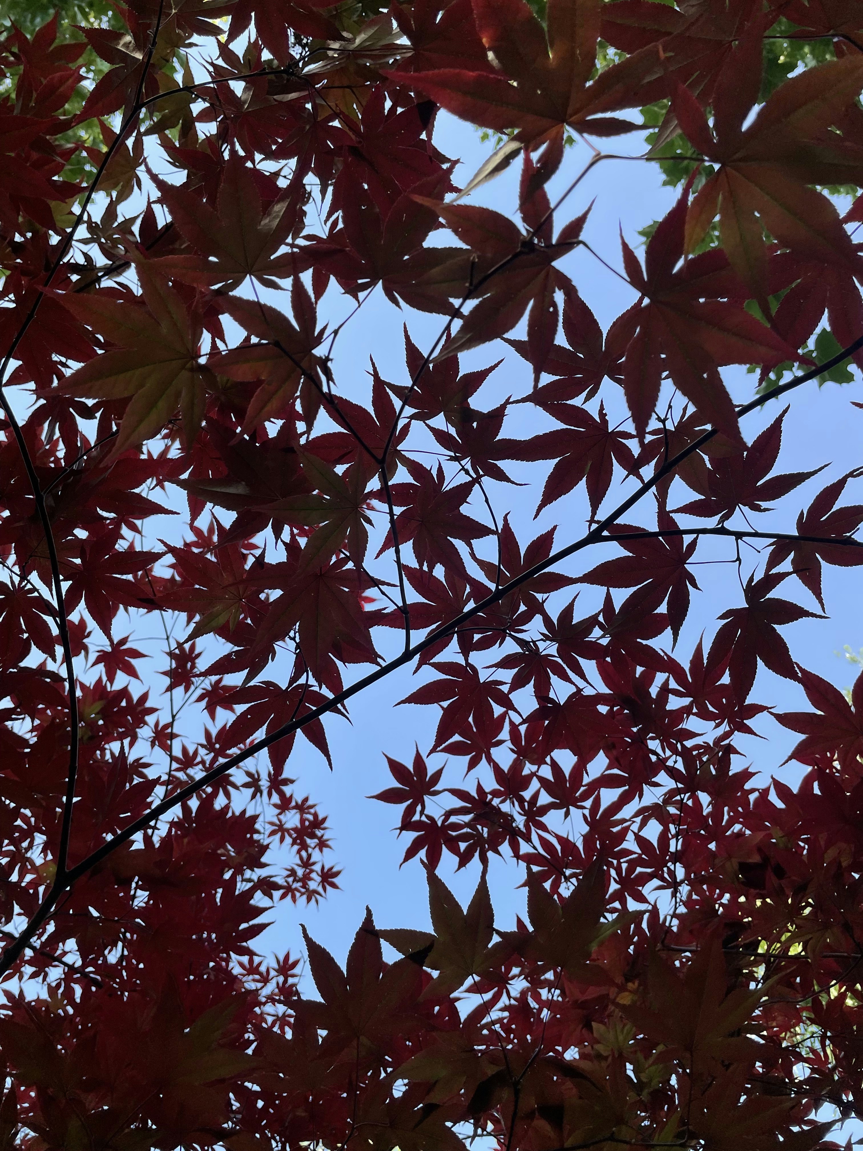 A tree with red leaves photo – Free Tree Image on Unsplash