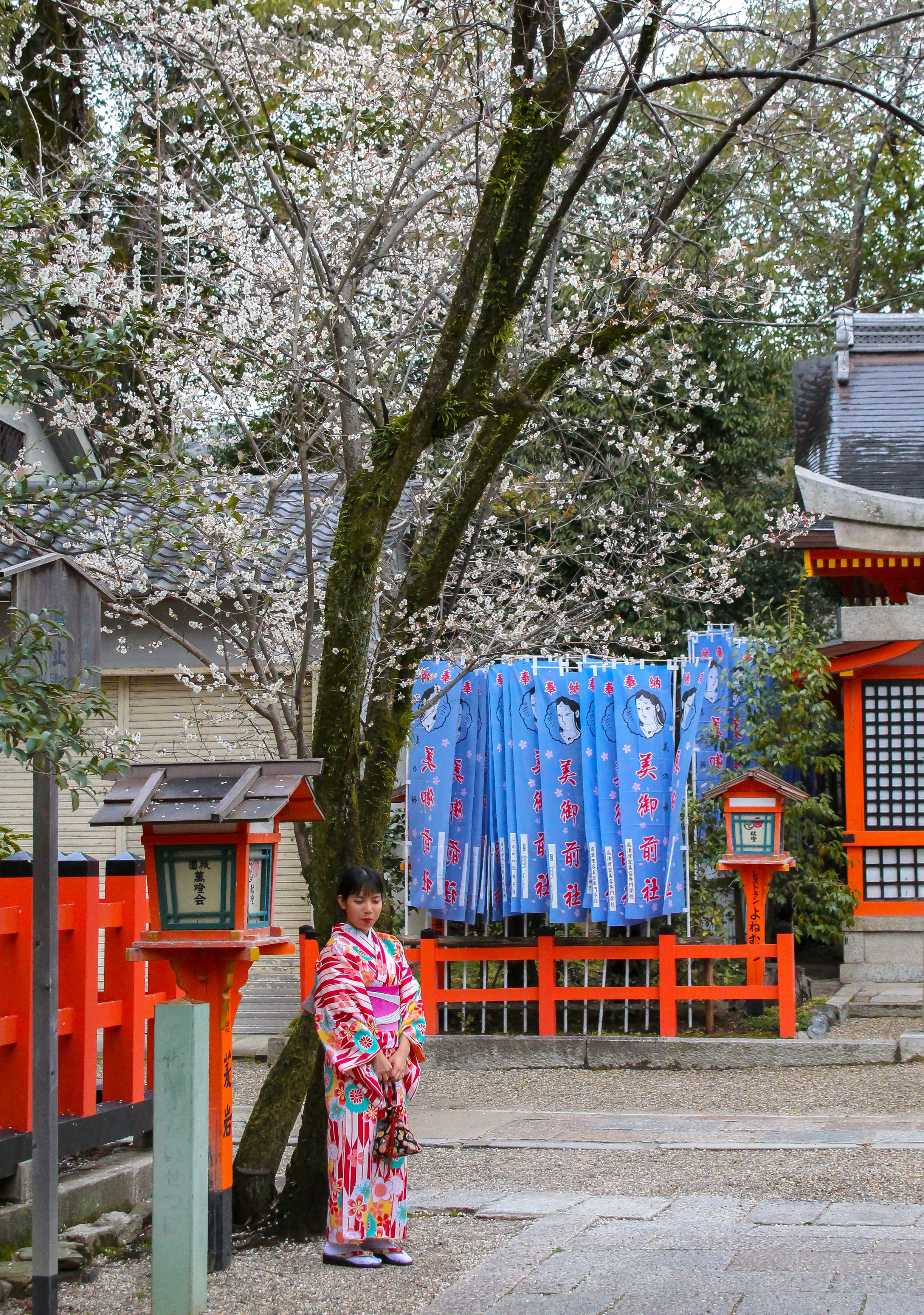 Kimono Amid Cherry Blossoms at a Shrine Courtyard