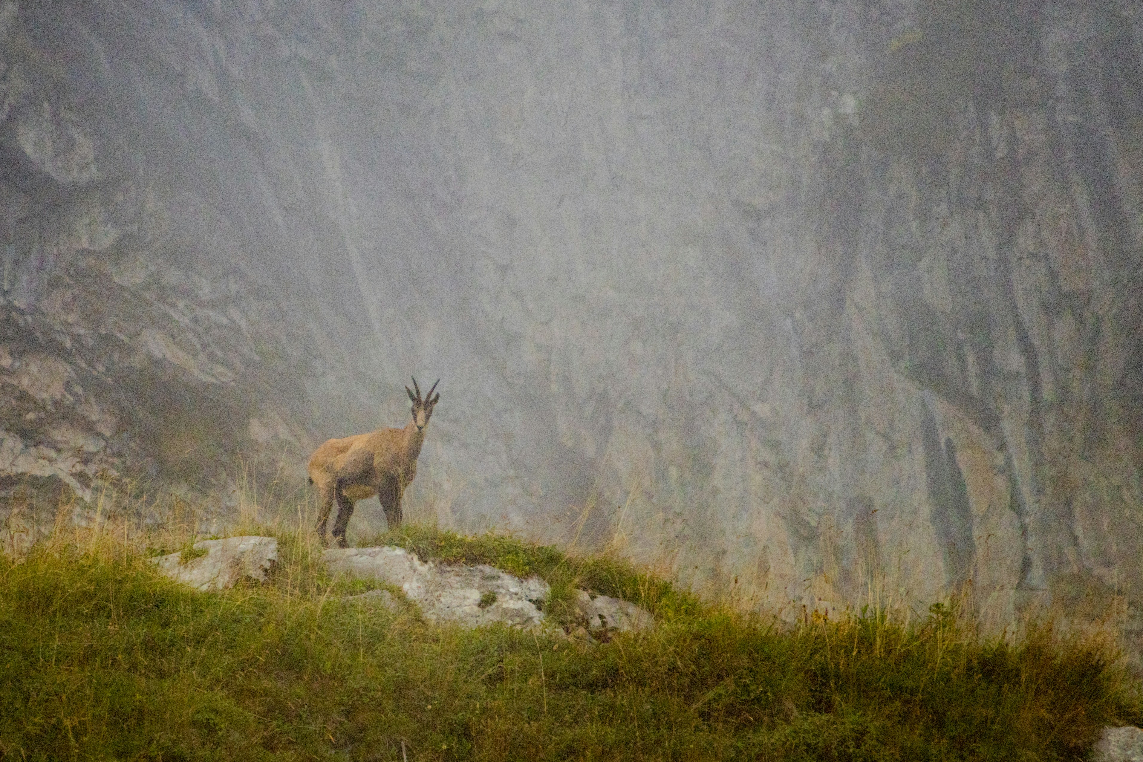 Mist-veiled Ridge: A lone stag on a mossy ledge