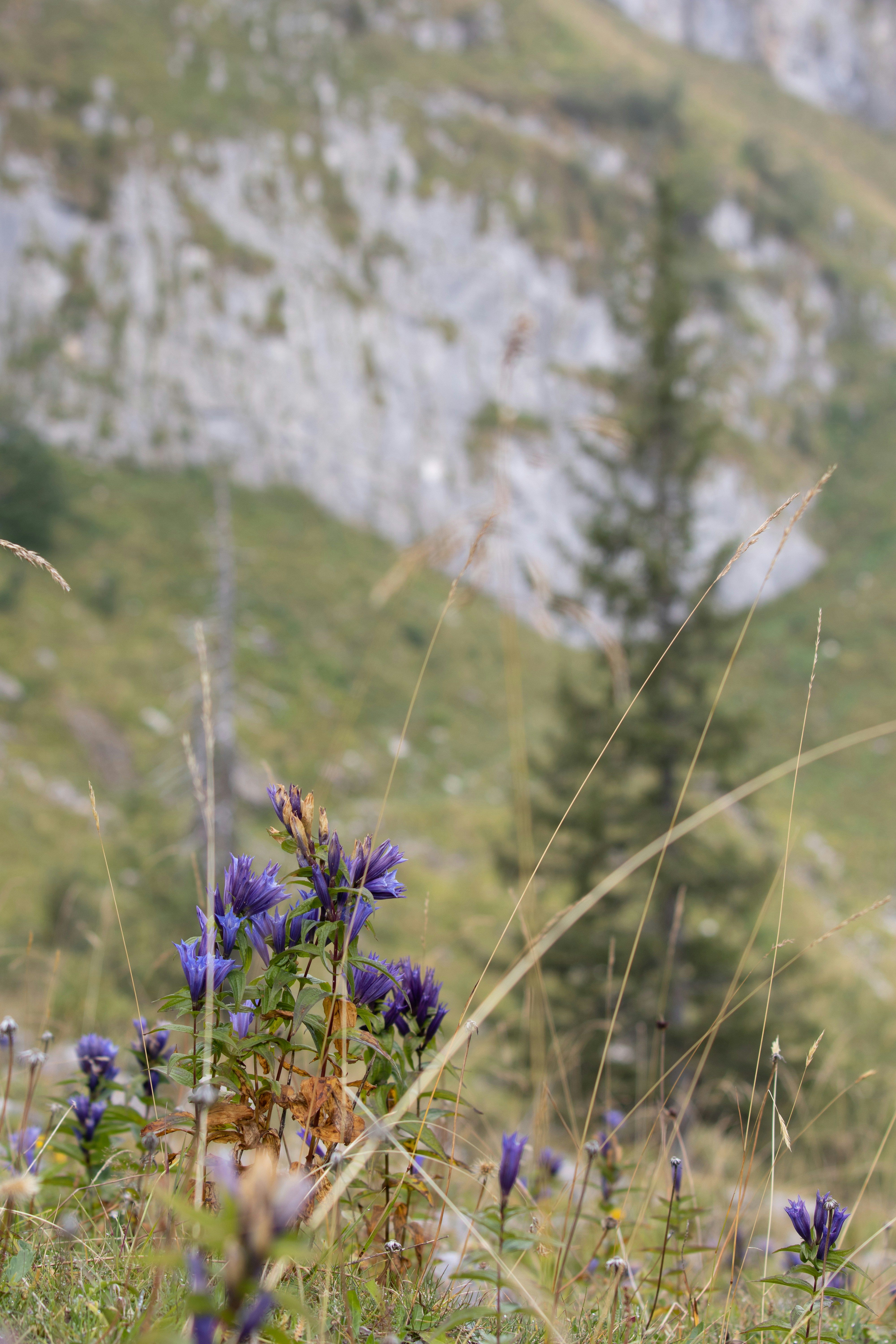 Purple Wildflowers Reaching Toward a Misty Alpine Meadow