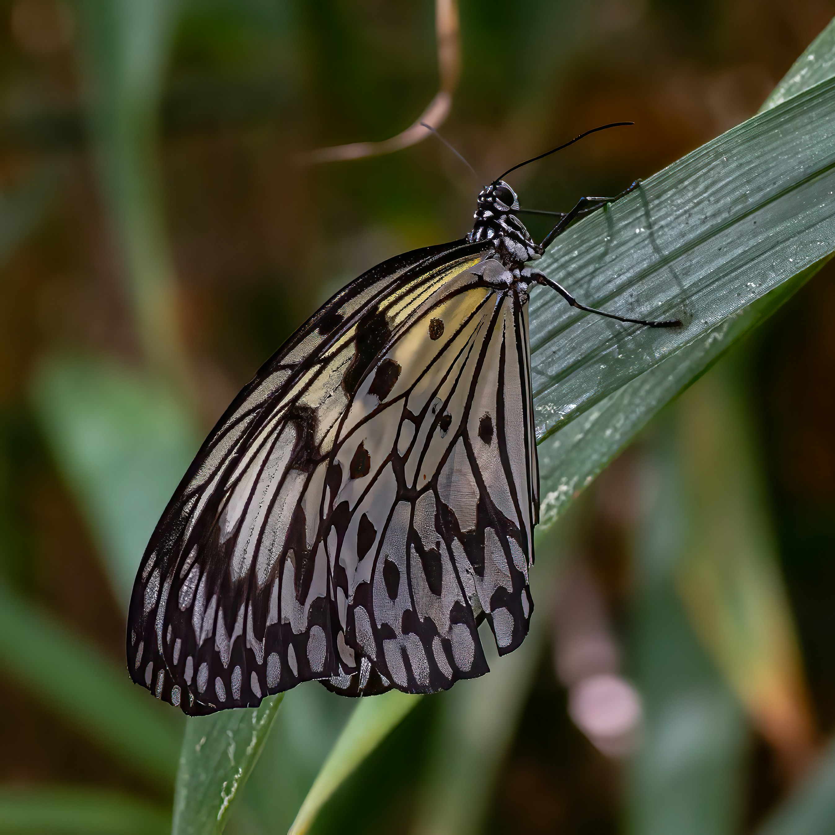 Butterfly posing as a beauty