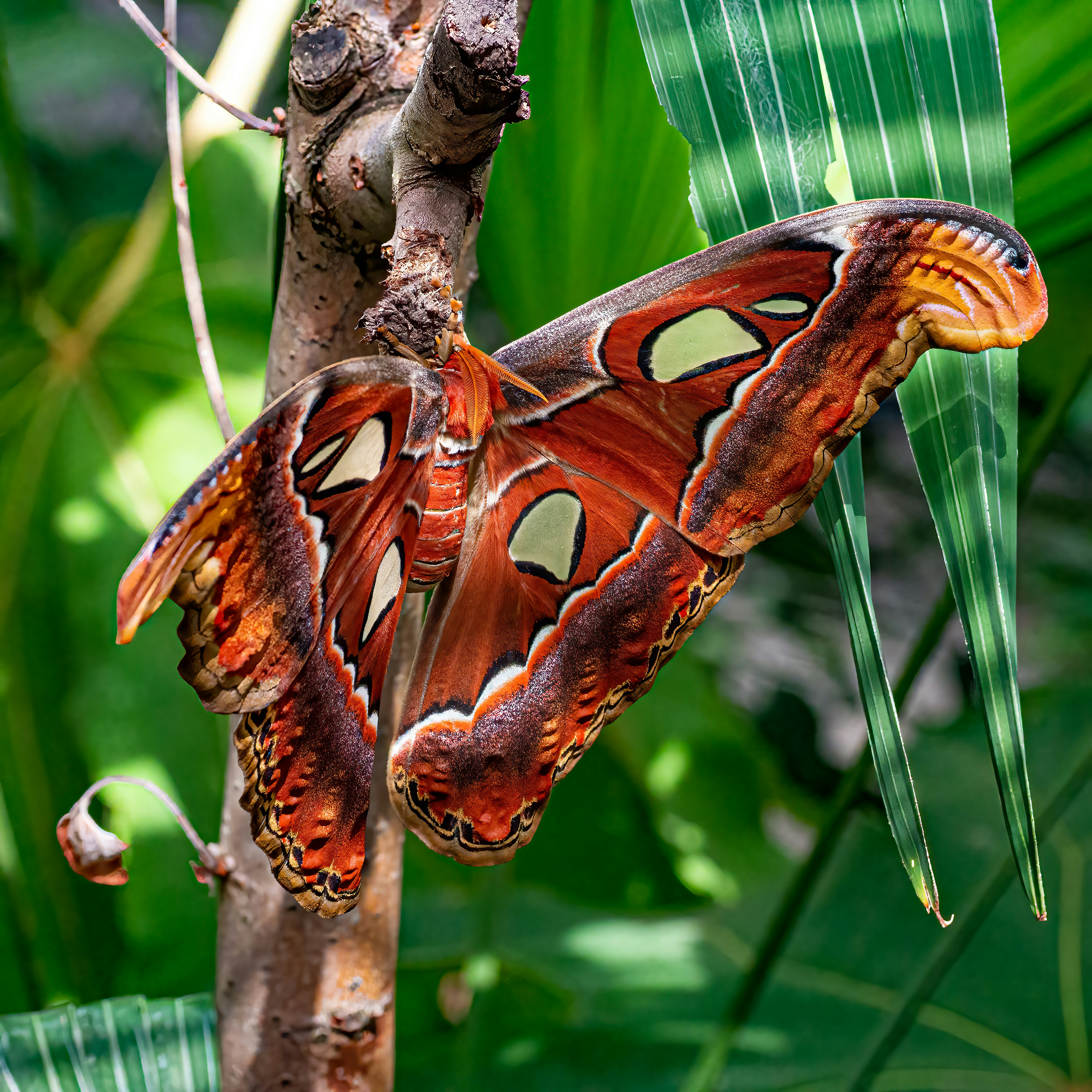 A close up of a bug photo – Free Netherlands Image on Unsplash