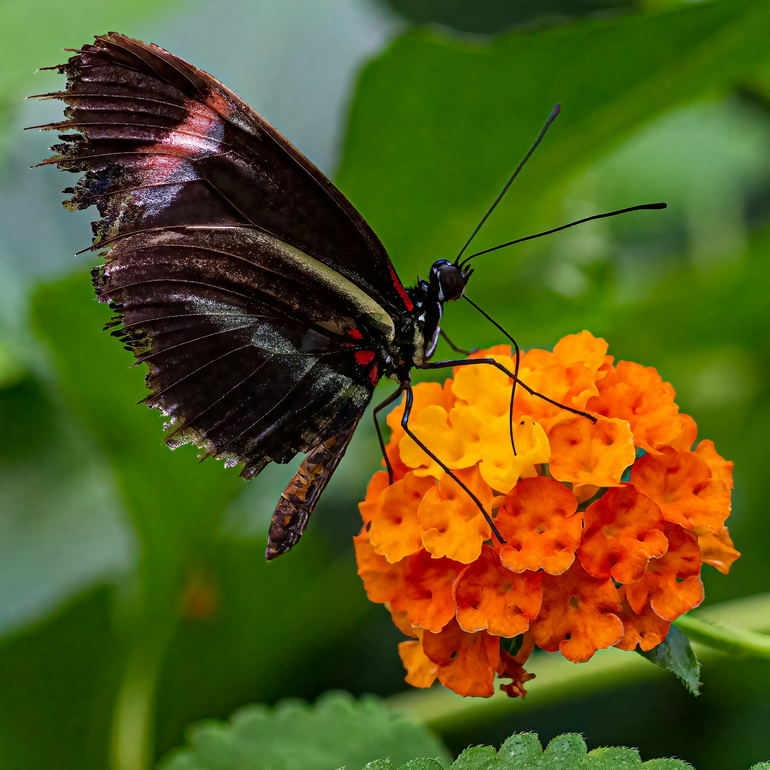 Black-winged butterfly alights on a vibrant lantana cluster