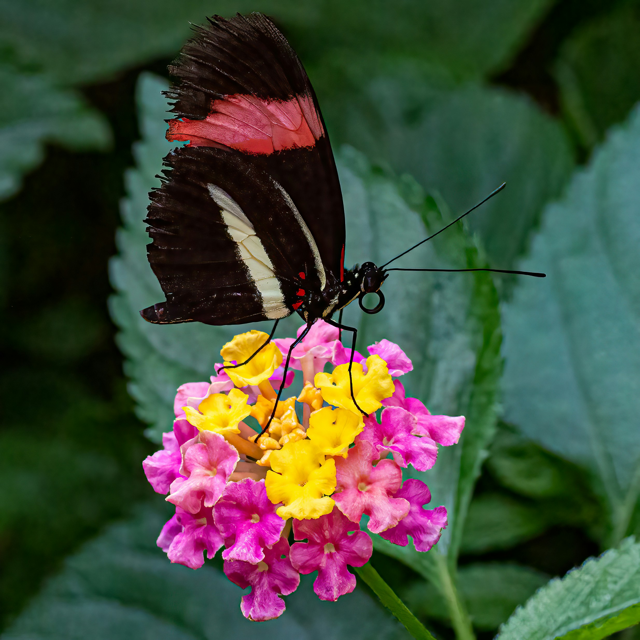 Scarlet-tinged Monarch: Butterfly Resting on a Vibrant Blossom