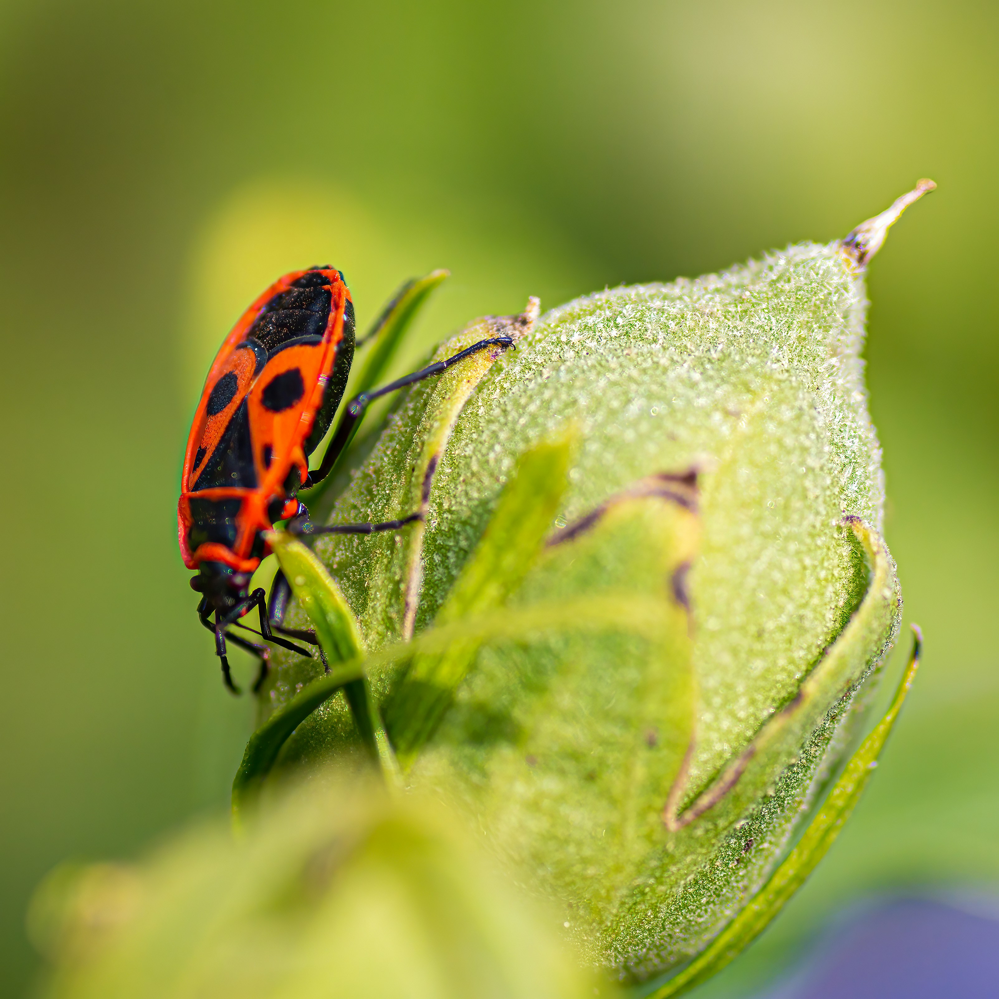 Insect posing as a beauty