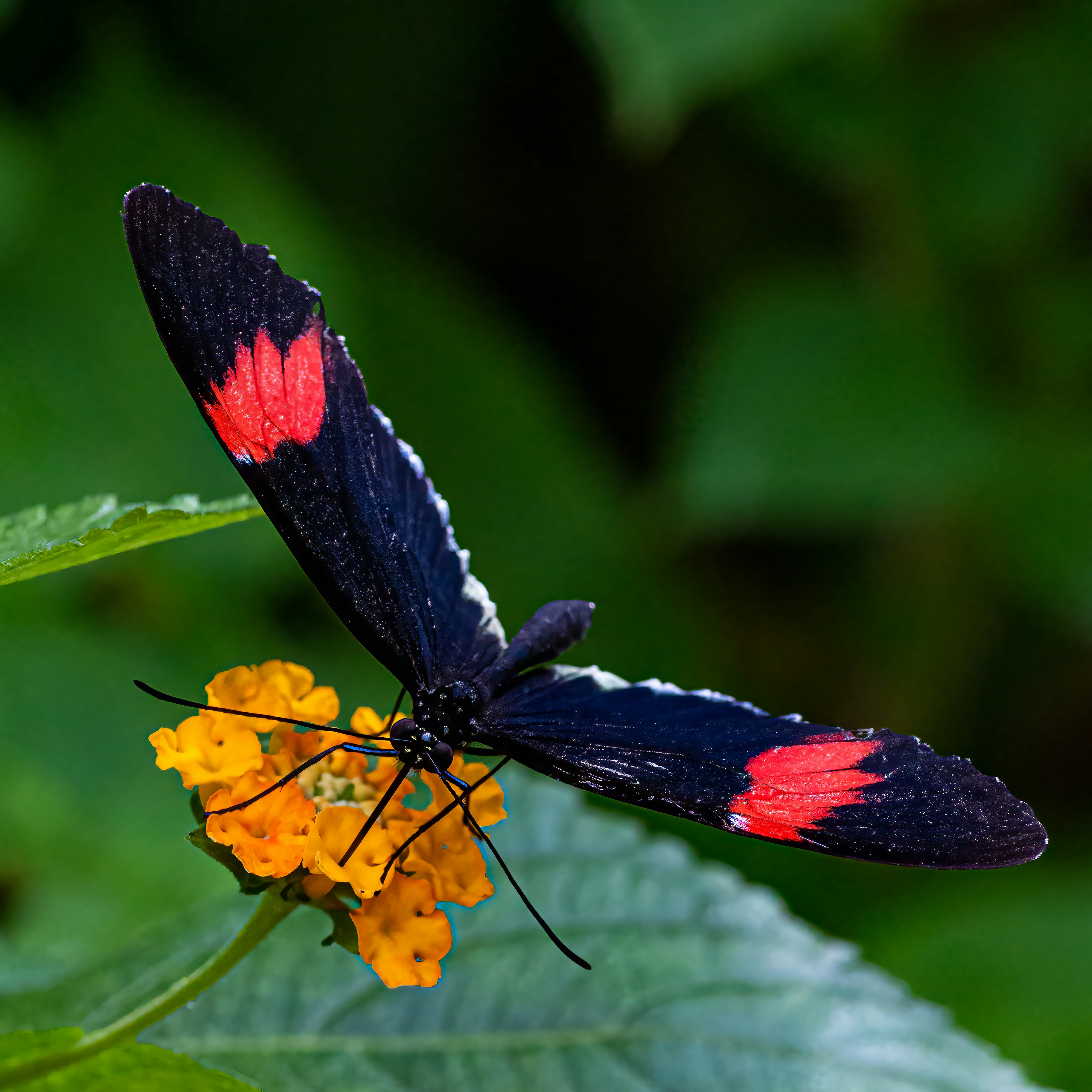 Butterfly posing as a beauty