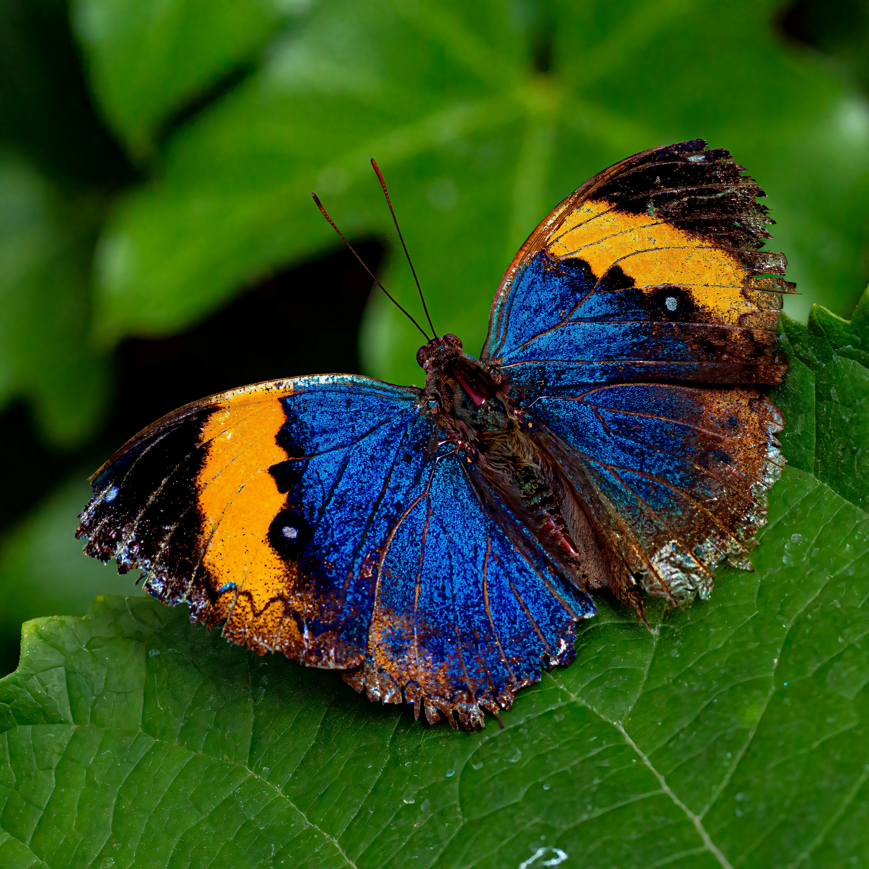 Butterfly posing as a beauty
