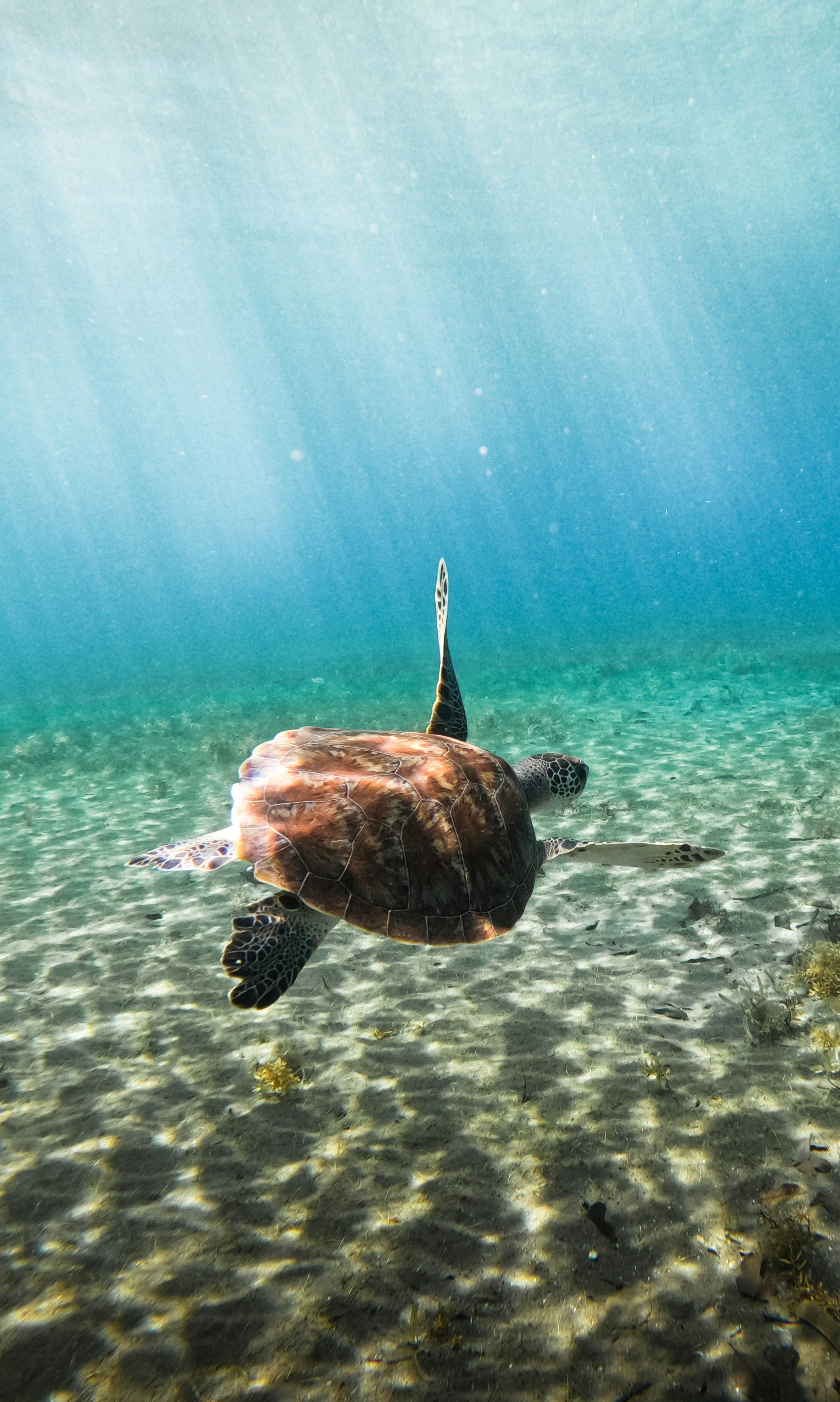 A turtle swimming in the water photo – Free Blue Image on Unsplash