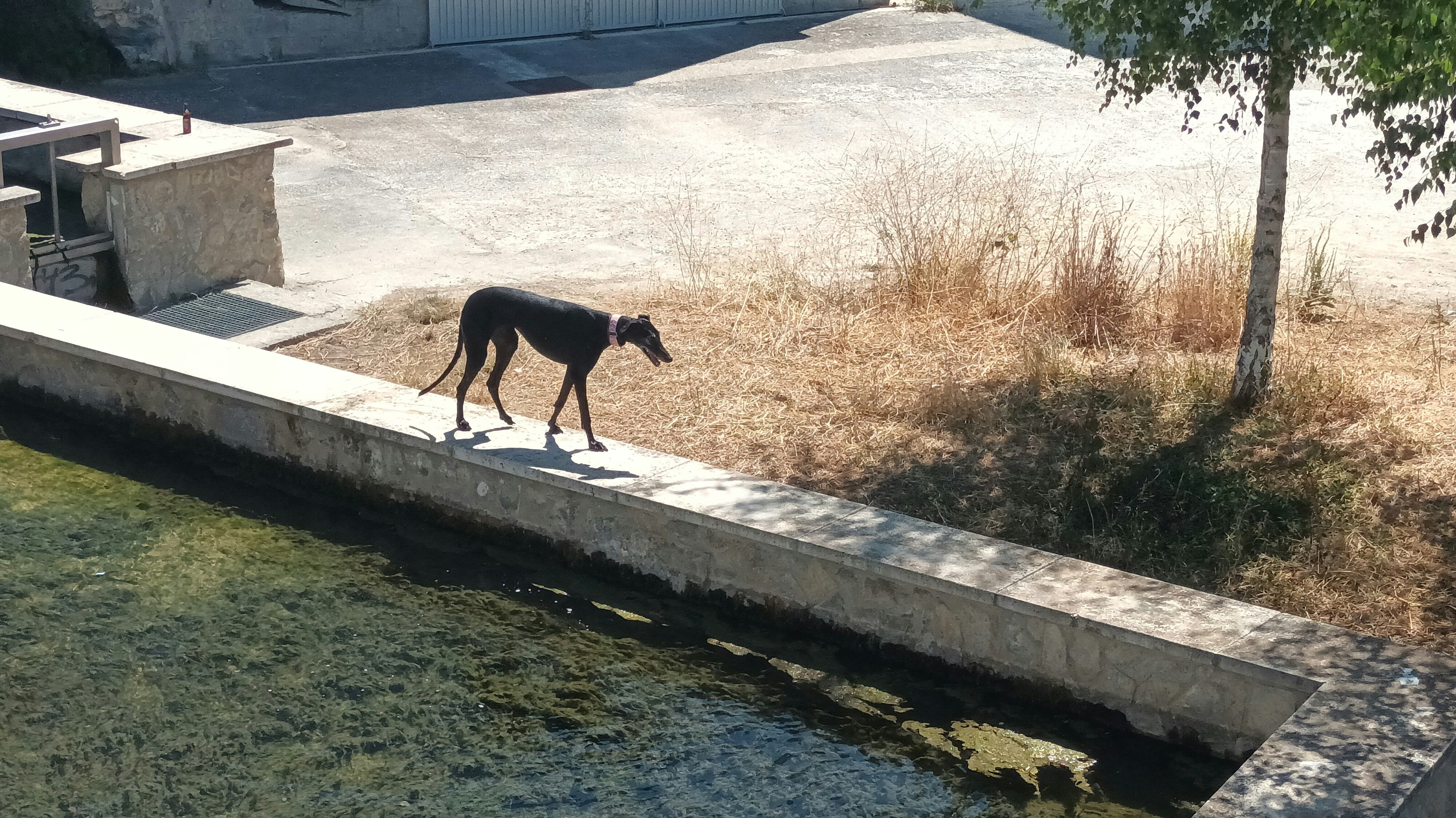 On a trip to The Basque country from Barcelona I came across this very hot dog in the afternoon sun. Summer 2022. 