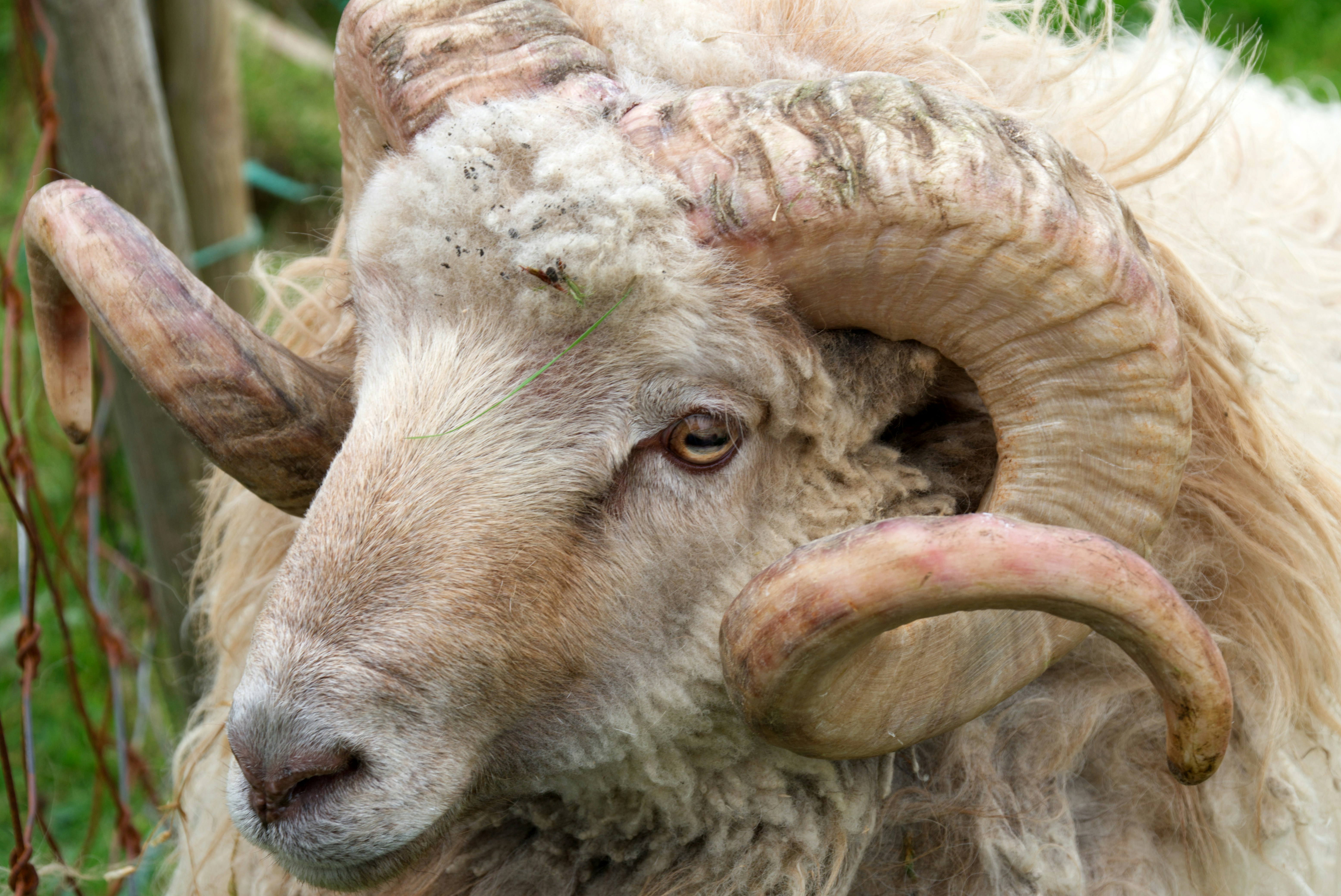 A ram with horns photo – Free Sheep Image on Unsplash