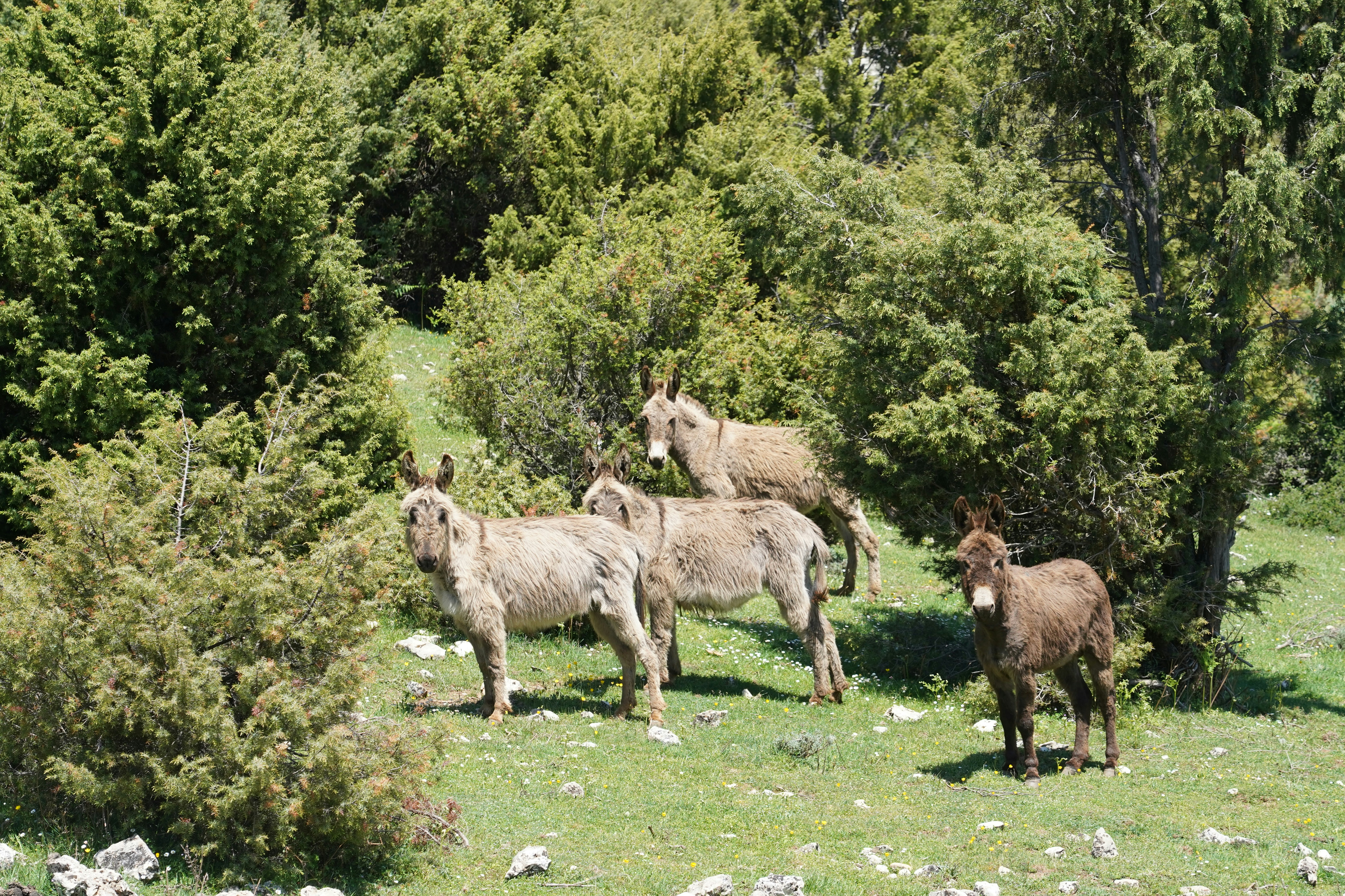 A group of animals walking on grass photo – Free Sardinien Image on ...