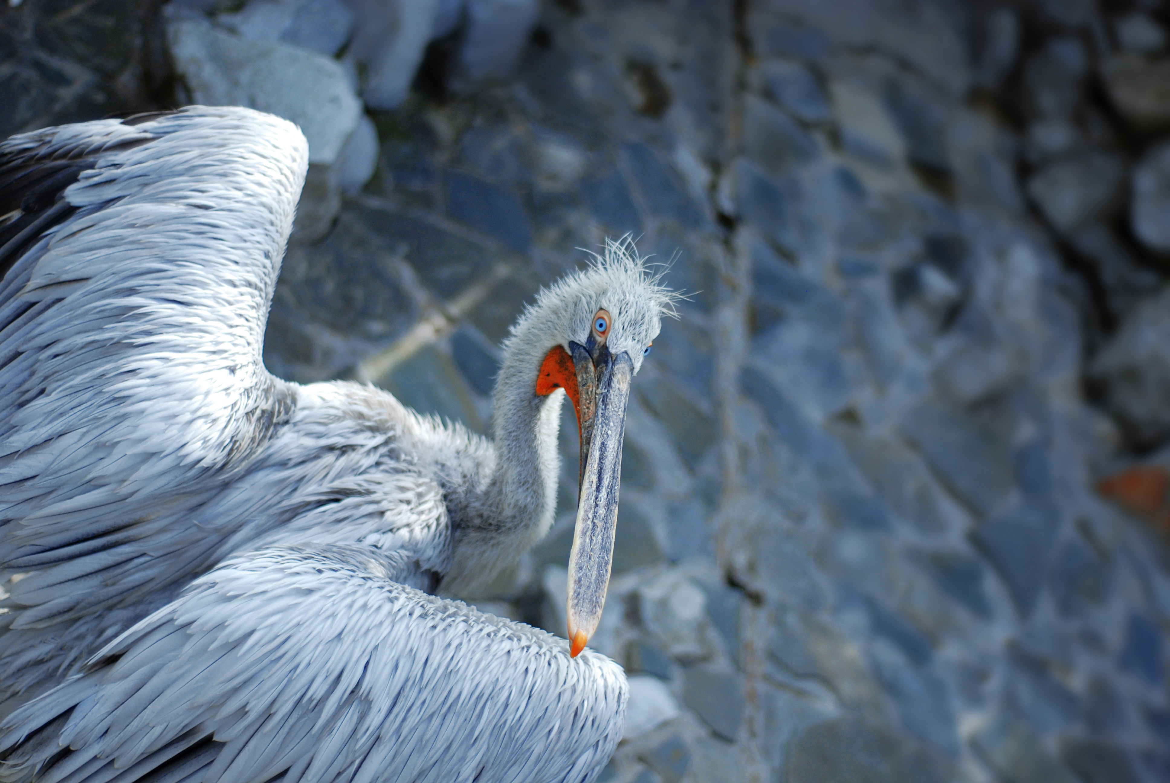 Leaning Pelican Gaze Over the Rock Face