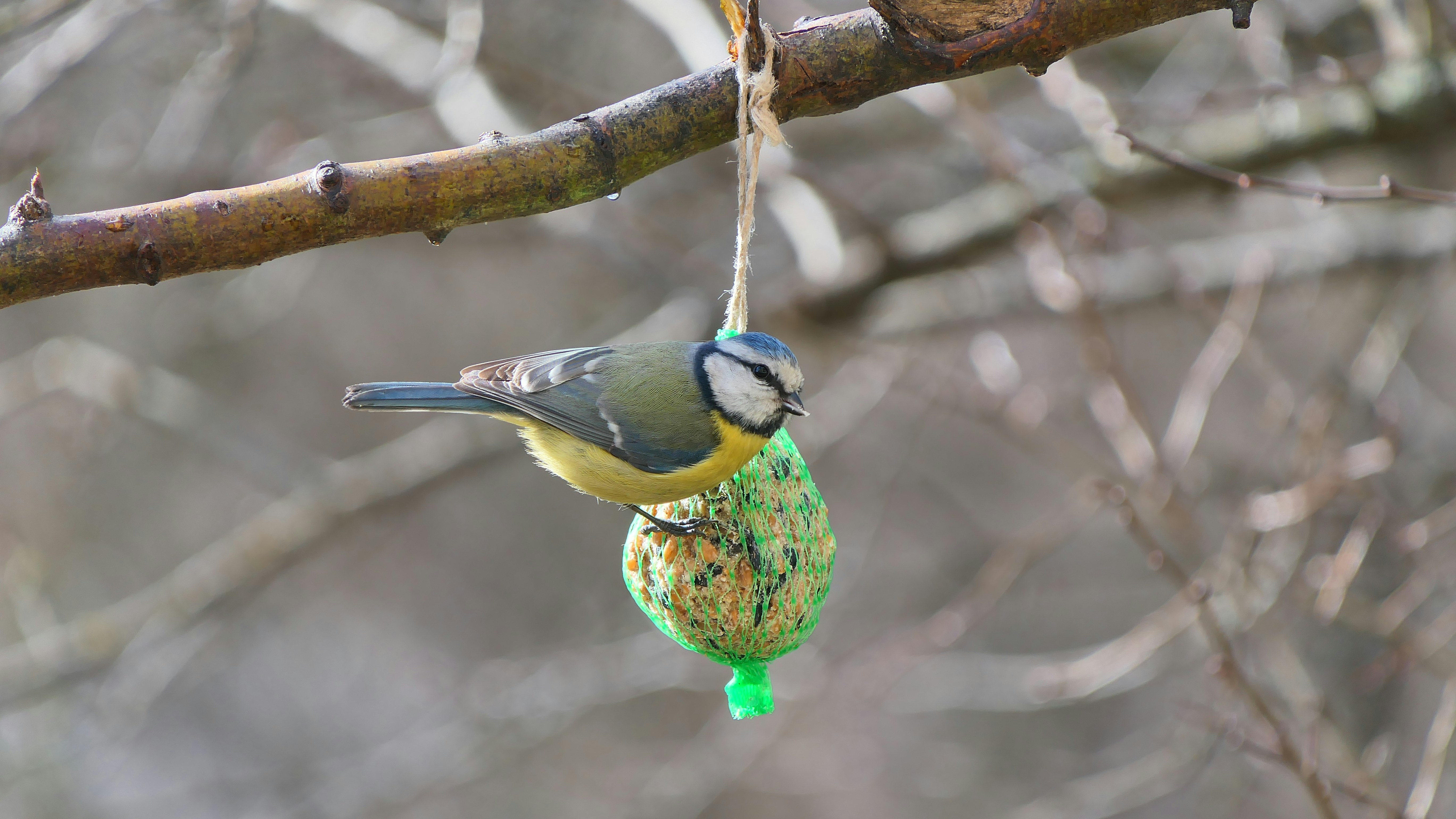 Sikora Modraszka Photos | Télécharger des images gratuites sur Unsplash