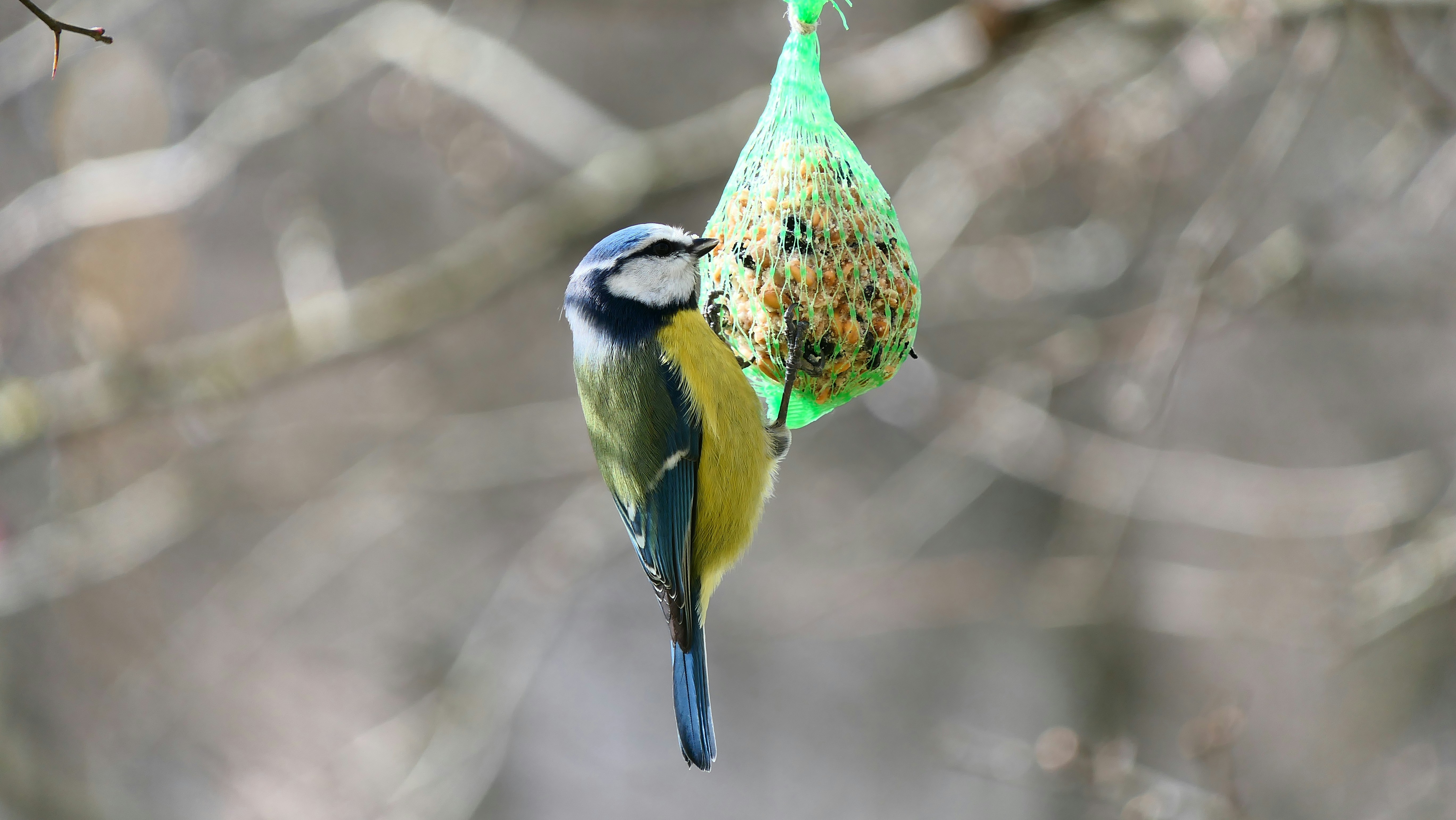 Sikora Modra | Fotos | Baixe imagens gratuitas na Unsplash