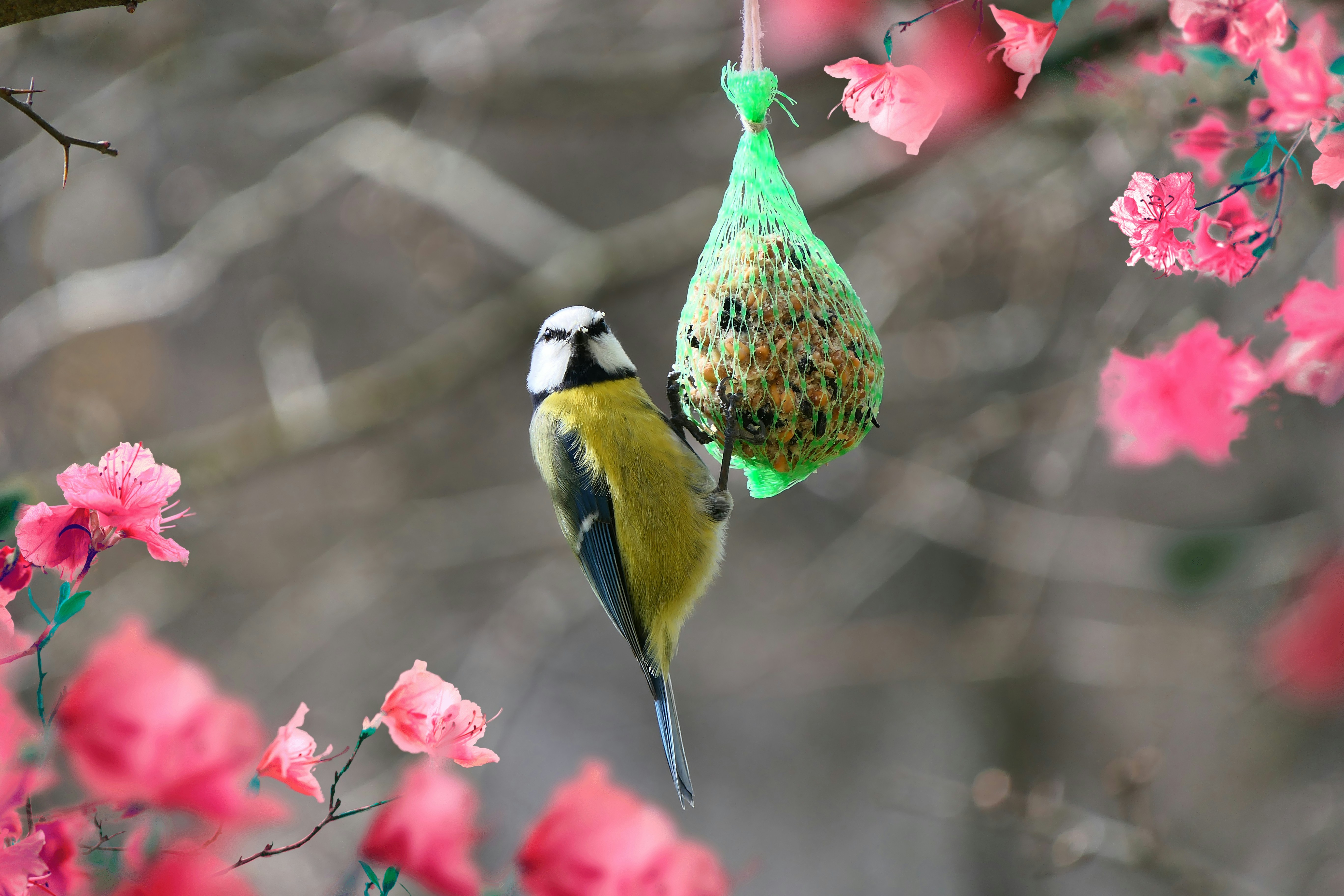 A bird on a branch photo – Free Poland Image on Unsplash