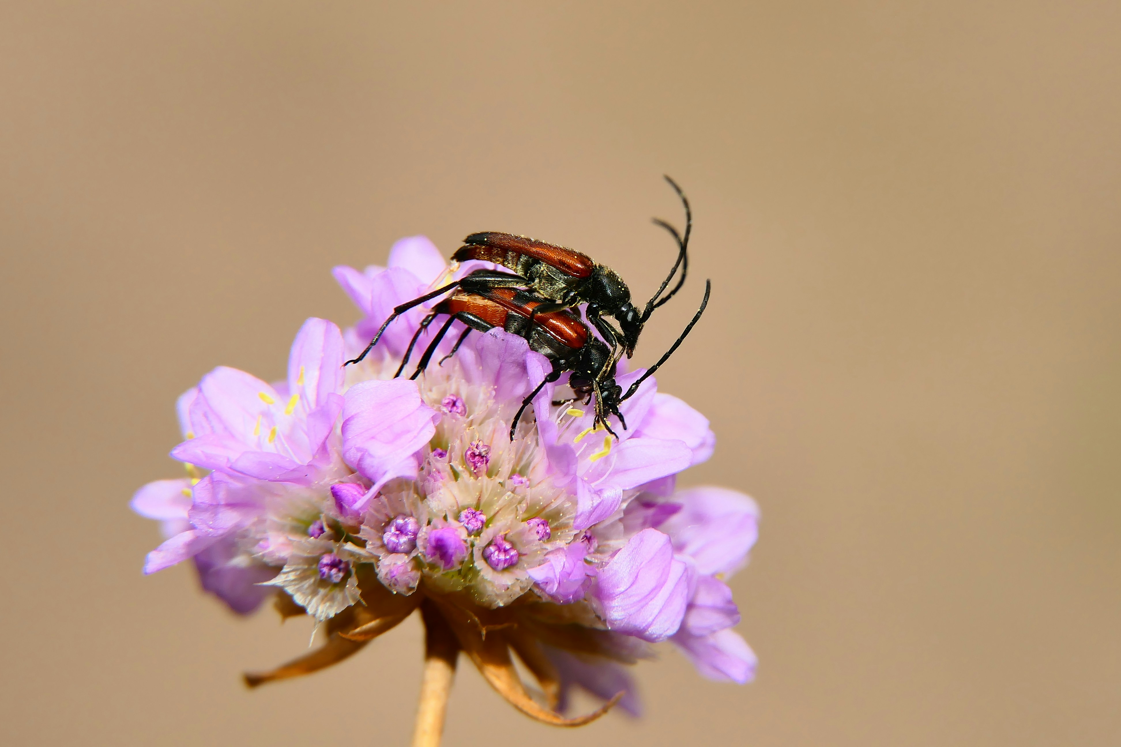 Kopulacja strangalii przepasanej 