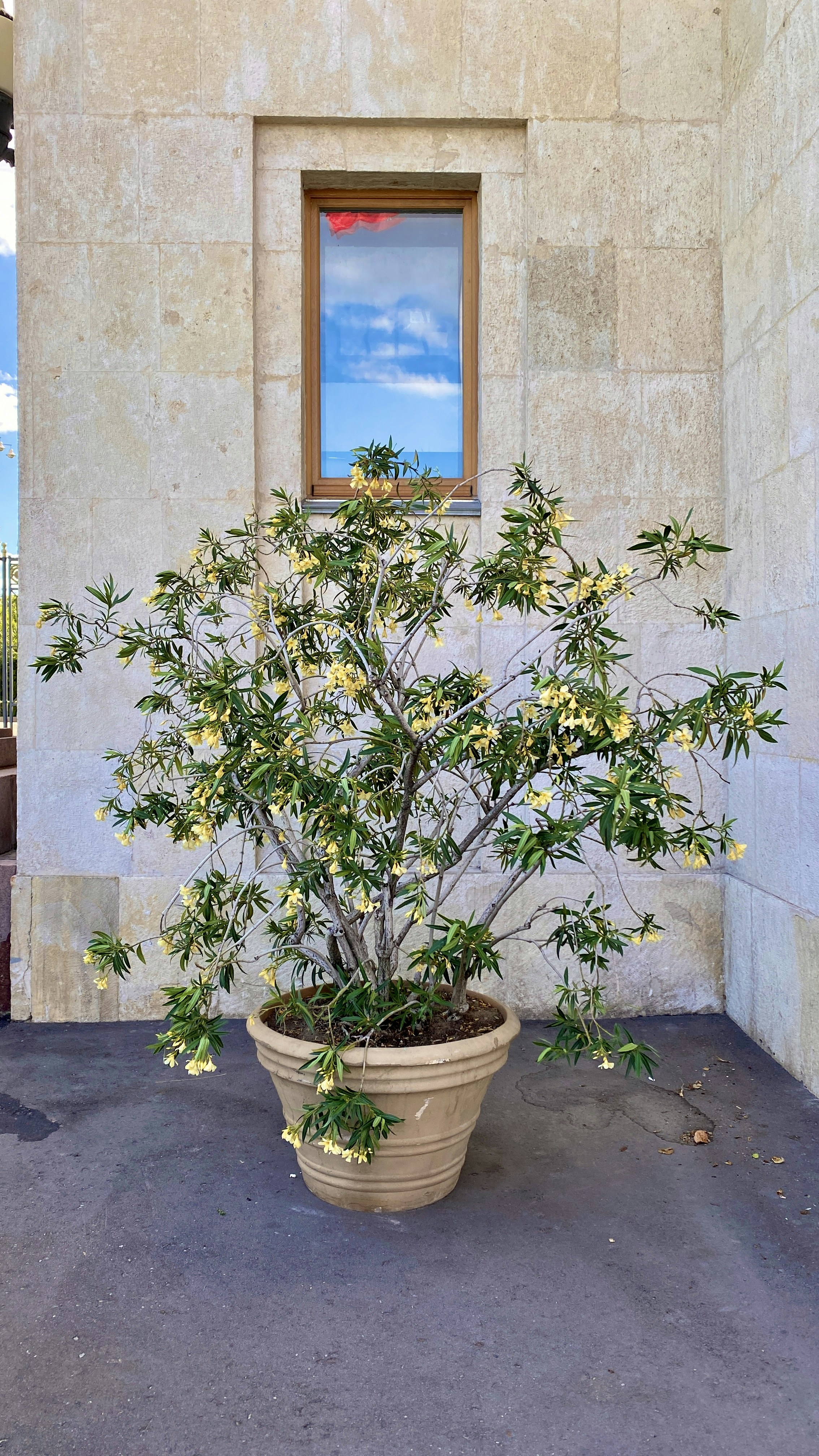 Terracotta Sentinel: a potted shrub before a sunlit limestone wall with a window reflection