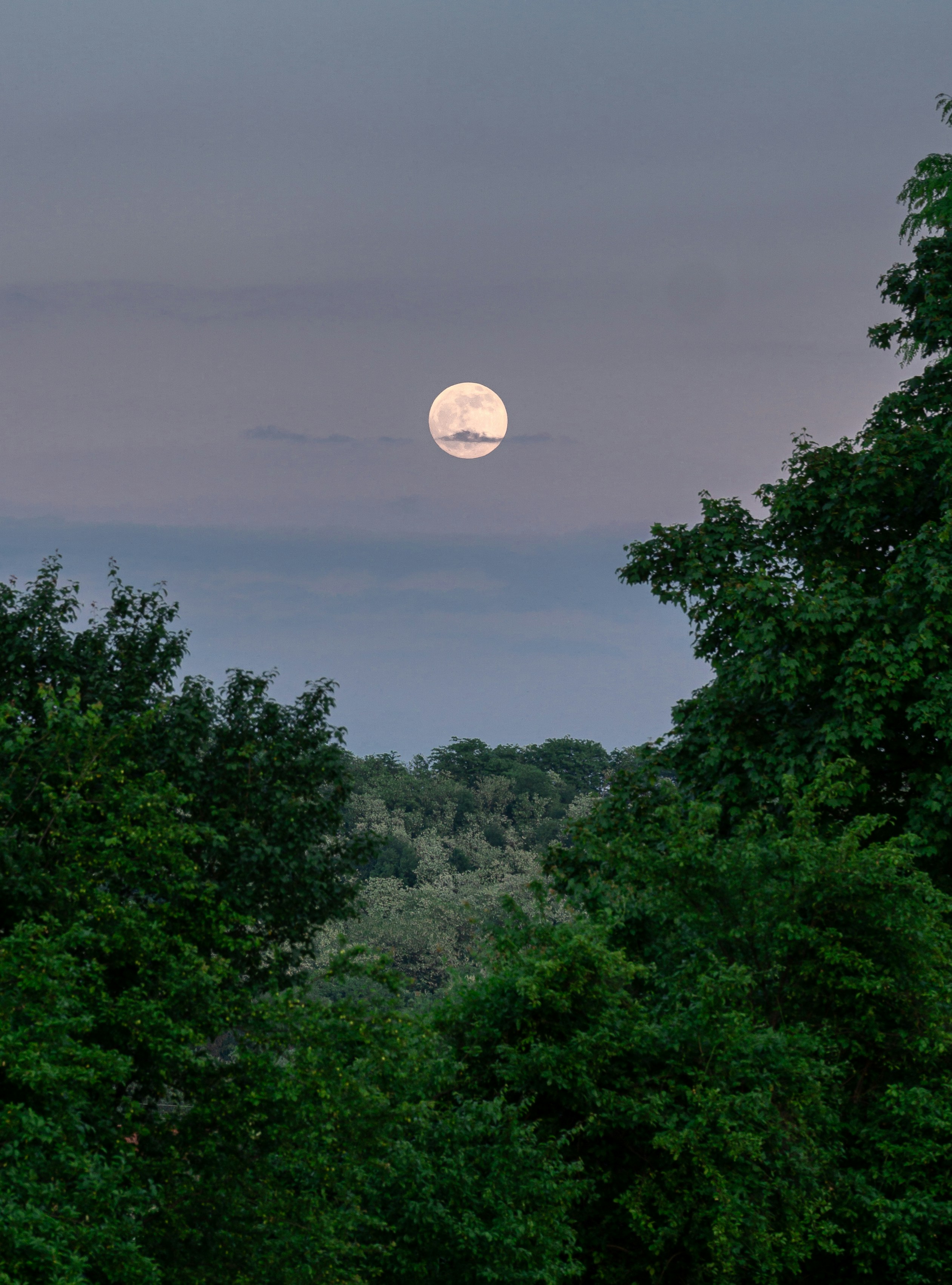 A moon over trees photo – Free Wallpaper for mobile Image on Unsplash