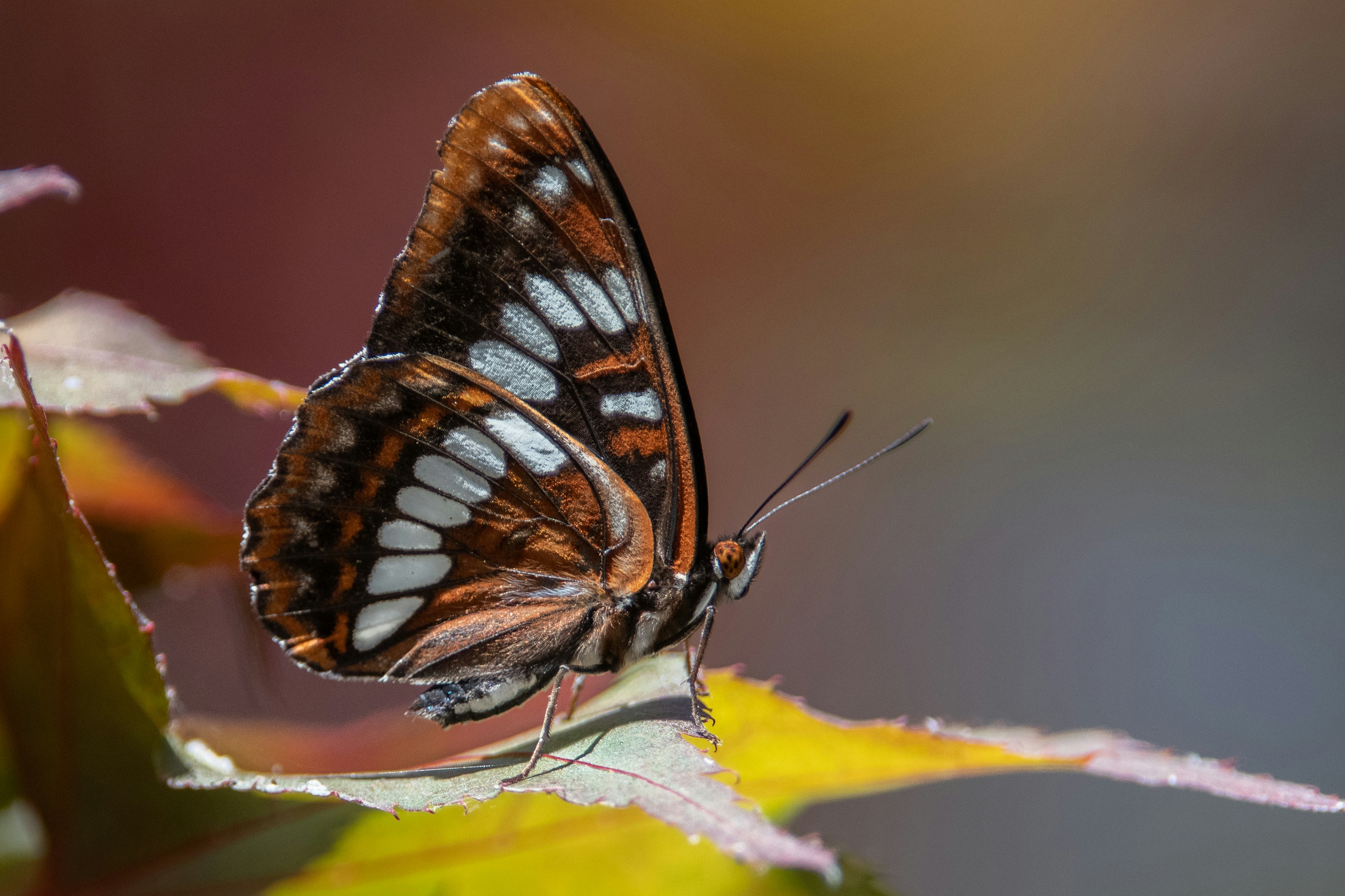 Dew-kissed Wings: A Monarch on a Summer Leaf