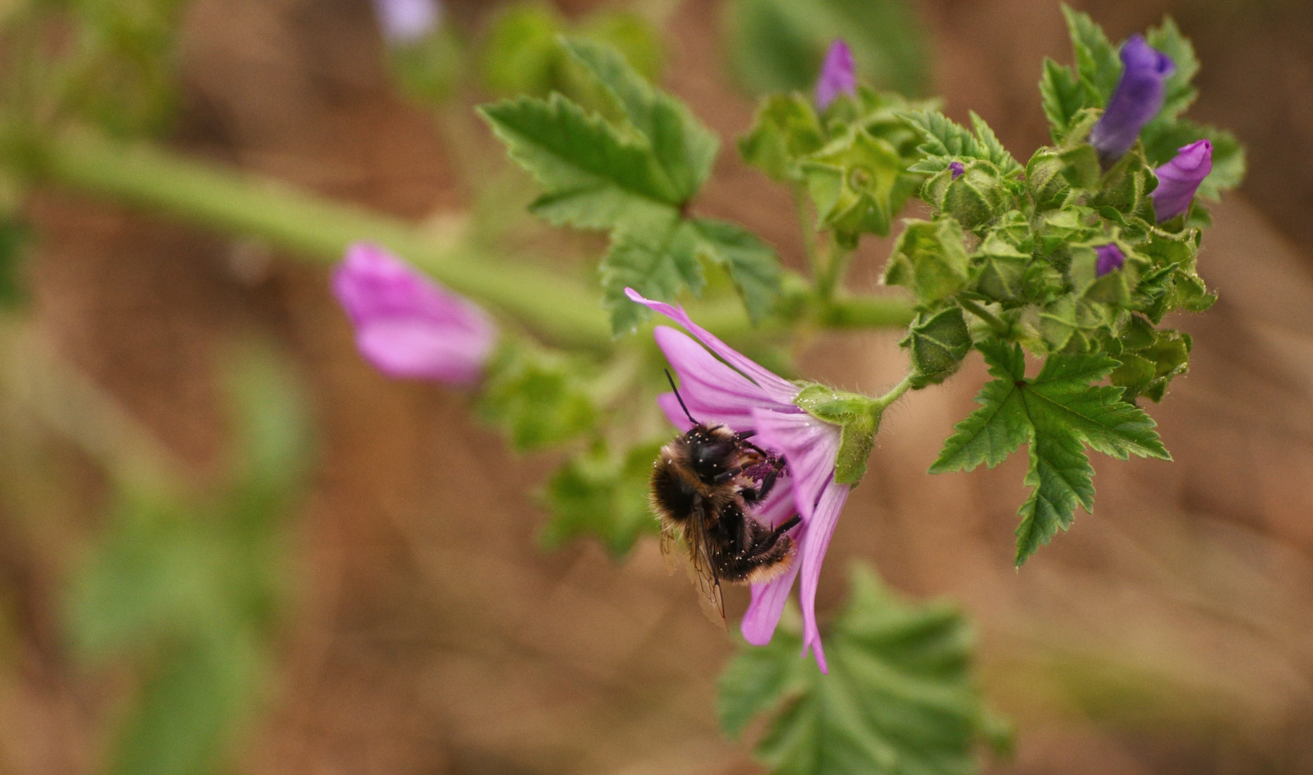 Bumblebee on a Violet Bloom: a tiny moment of life in a sunlit garden