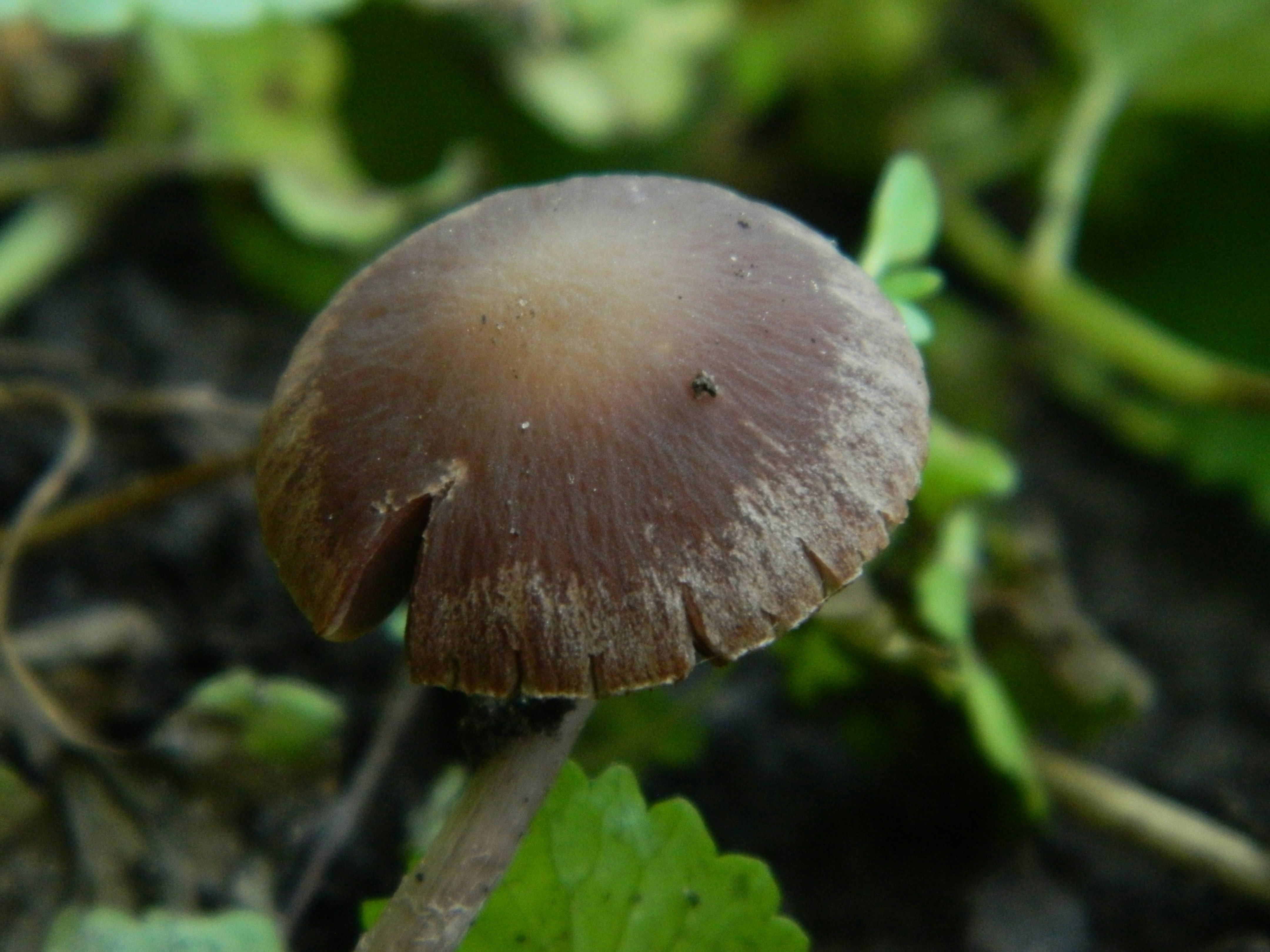 Brown-capped mushroom in a leafy green undergrowth