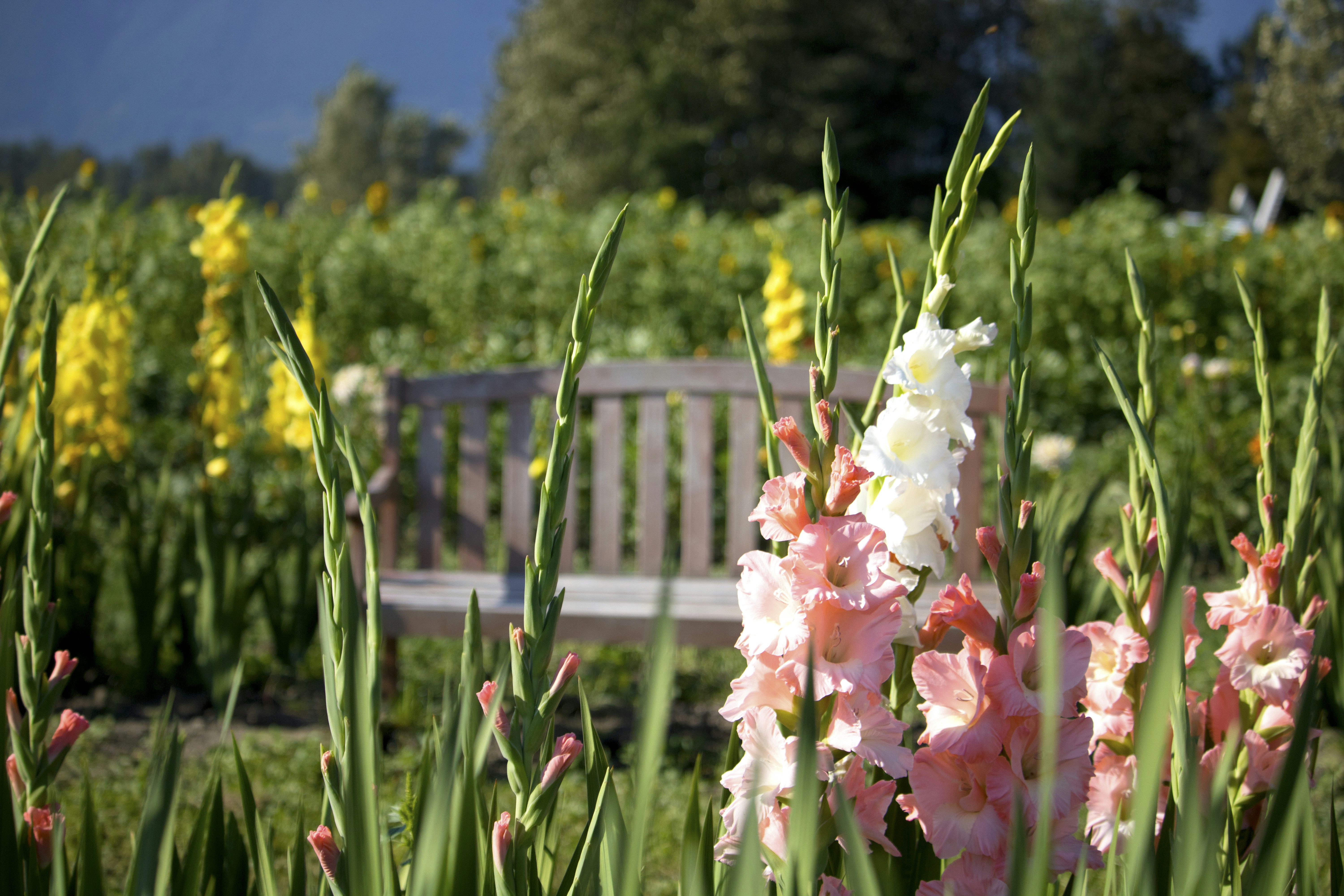 Vibrant gladiolus flowers frame a rustic bench amidst a lush garden, inviting tranquility and reflection. The scene captures the essence of nature's beauty.