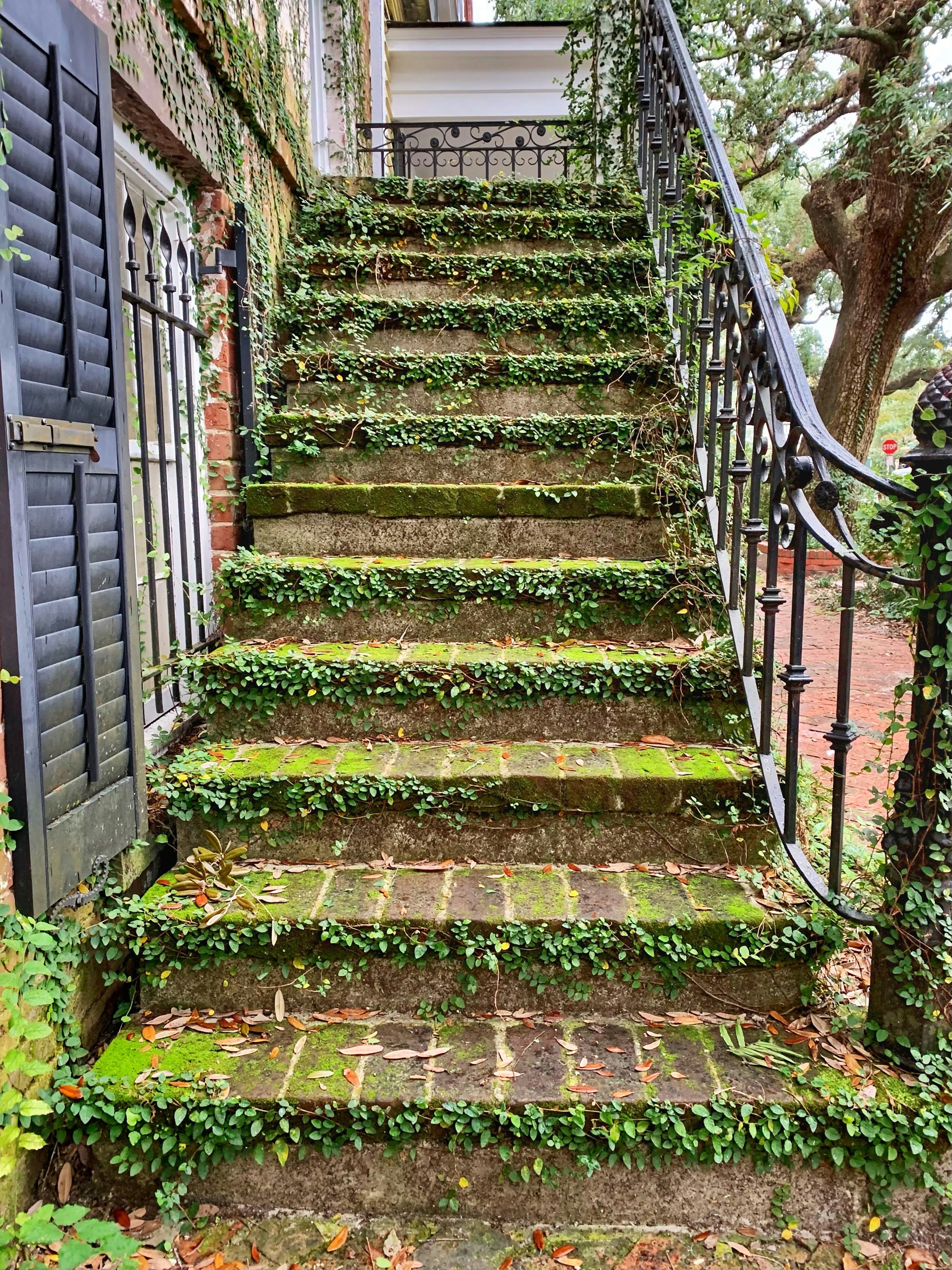 Weathered stone steps cloaked in vibrant green moss and creeping vines, leading to an inviting entrance. The scene evokes a sense of history and nature's embrace.