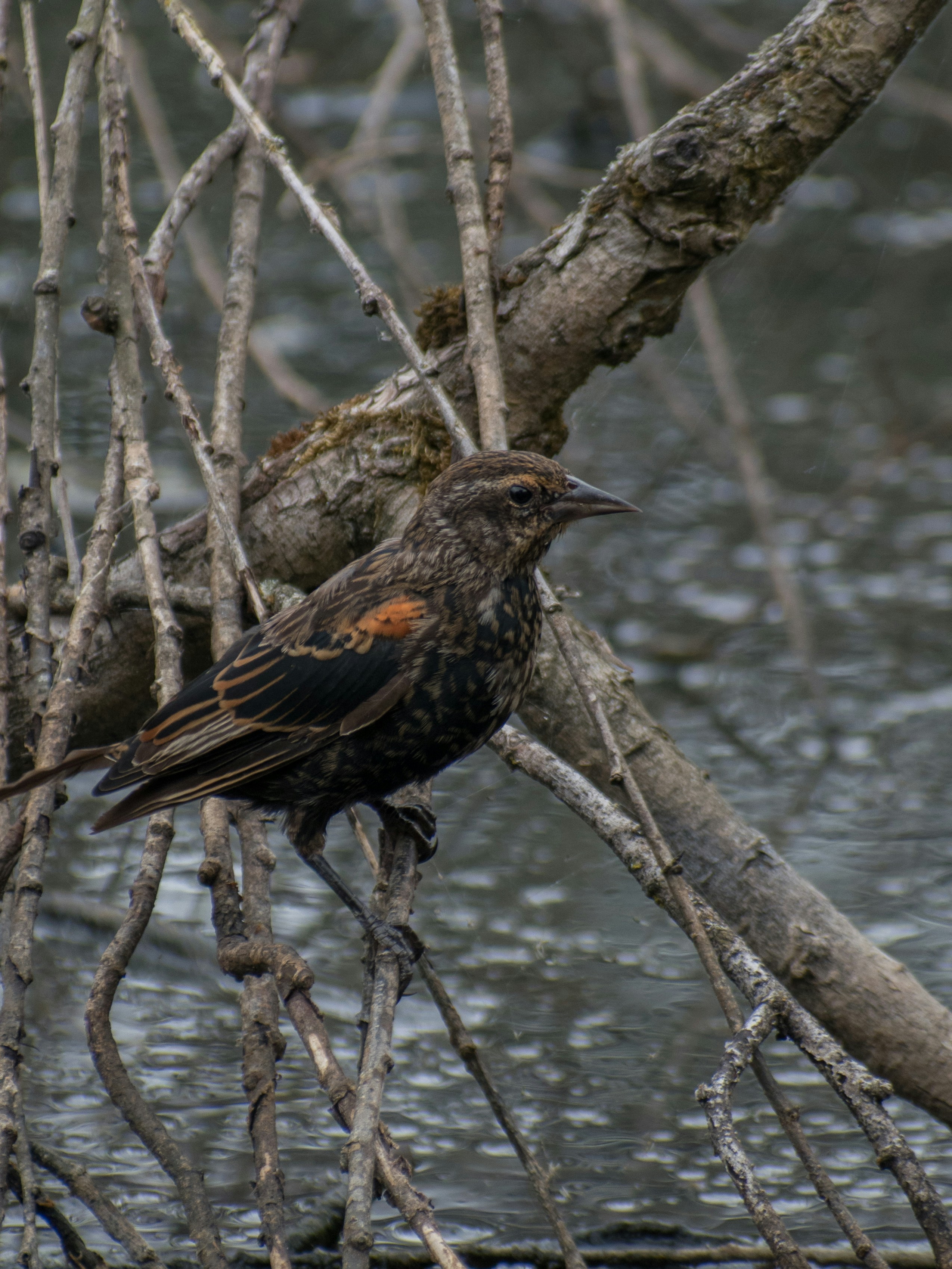 Hushed Suspense Among Twigs: A Juvenile Starling Perched Over a Murky Pond