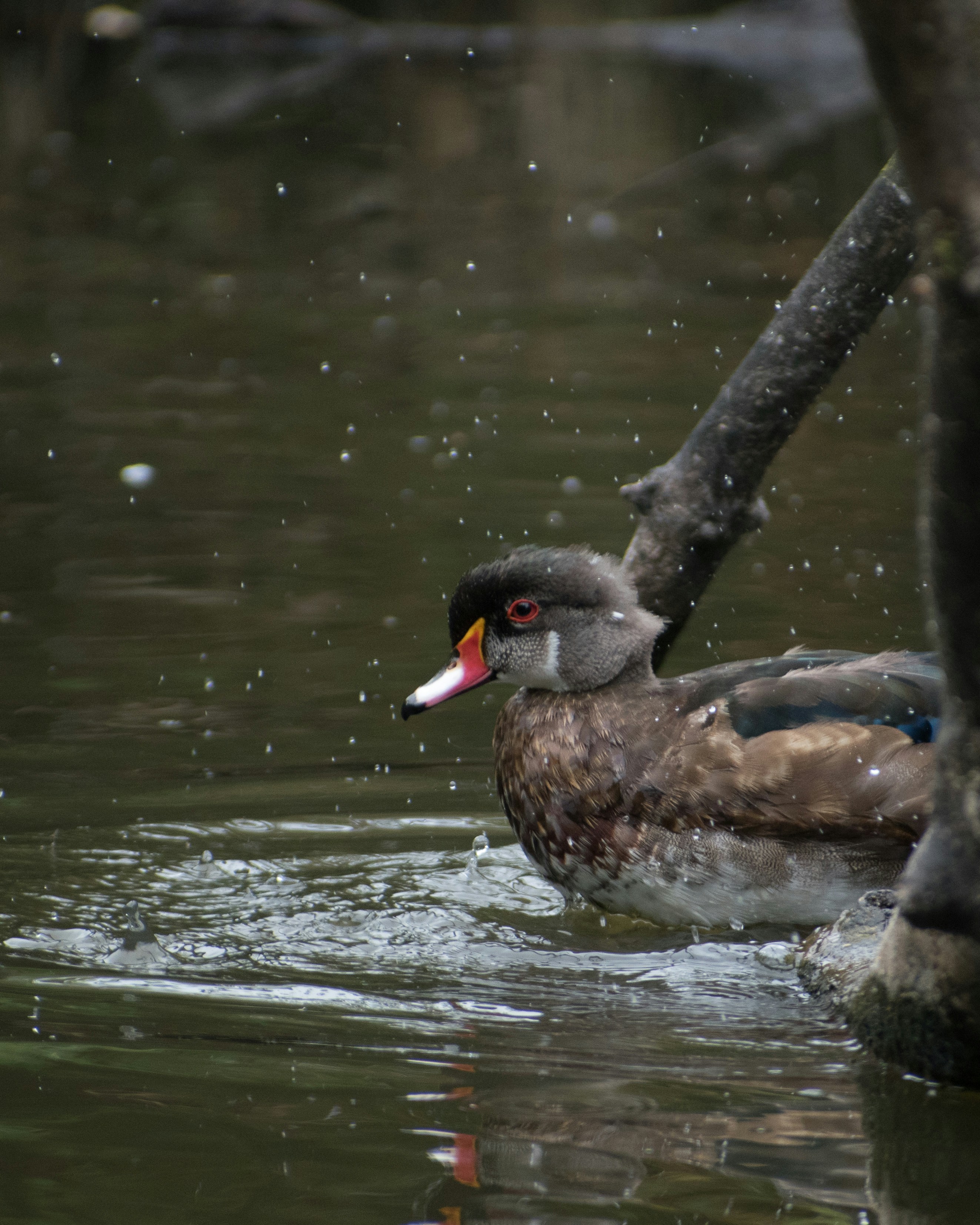 Red-eyed Duck in Ripples: A Quiet Moment by the Water