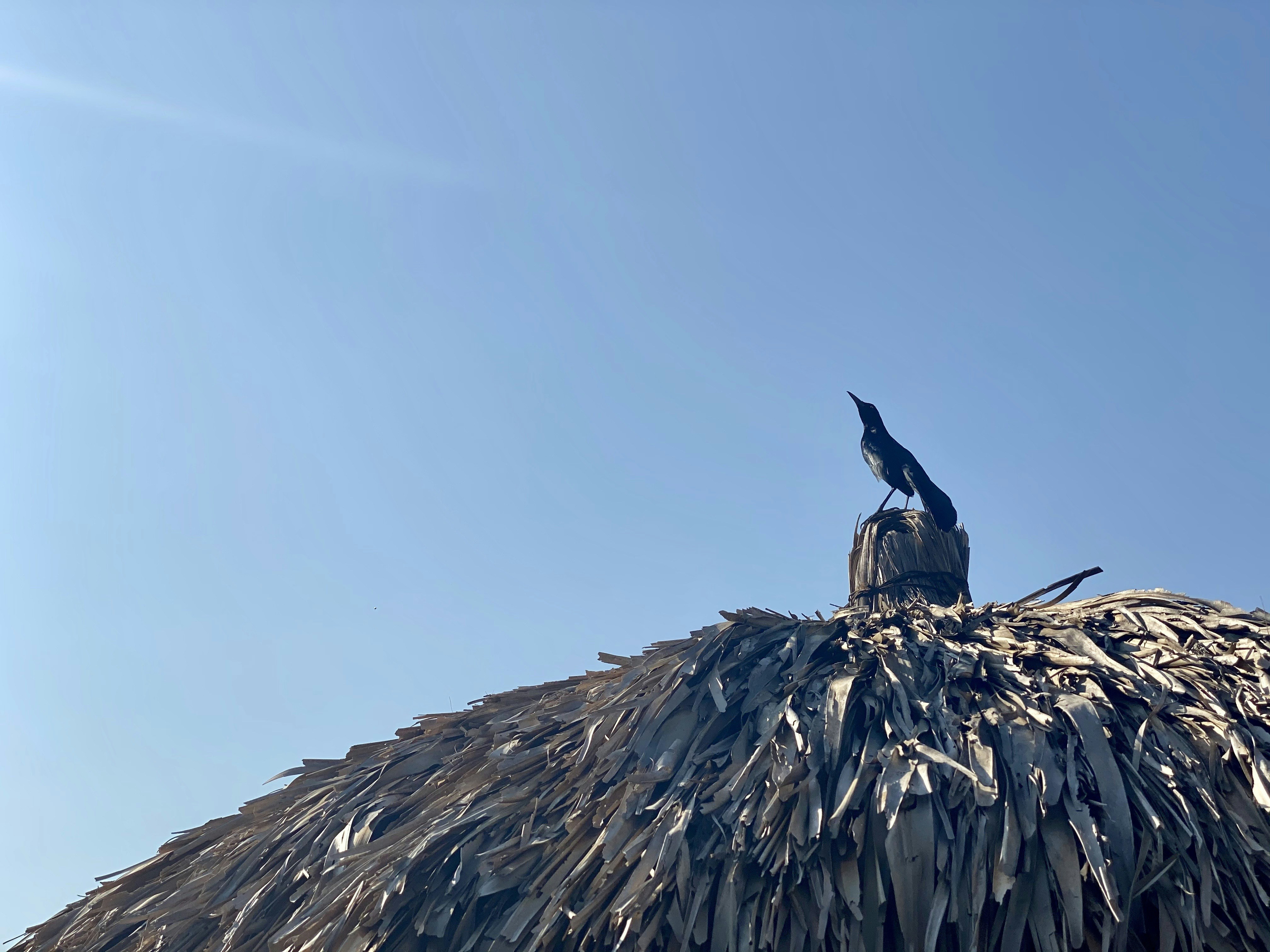 The Sentinel of the Thatch
