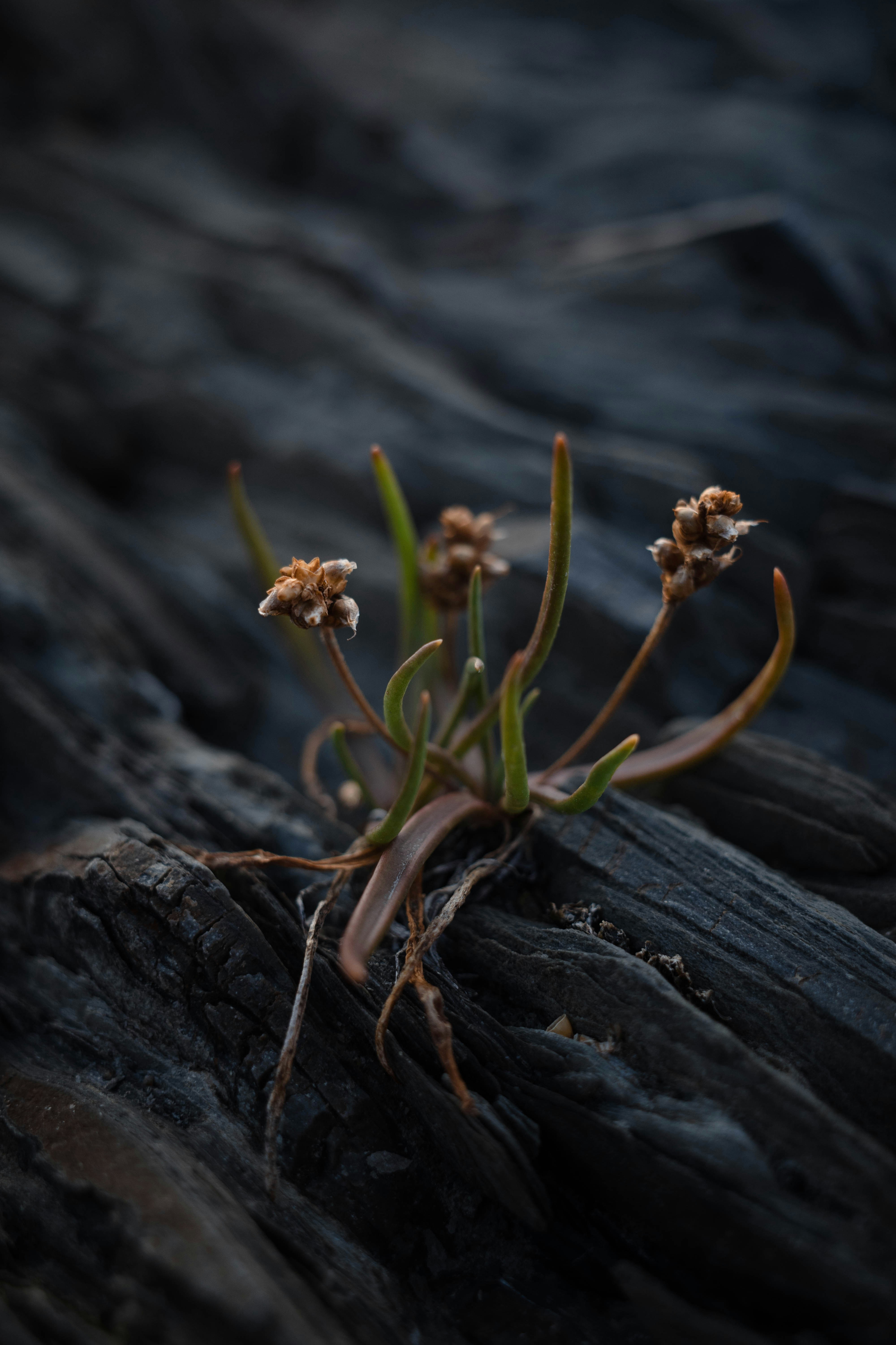 Tiny Sprout Emerges from Charred Driftwood