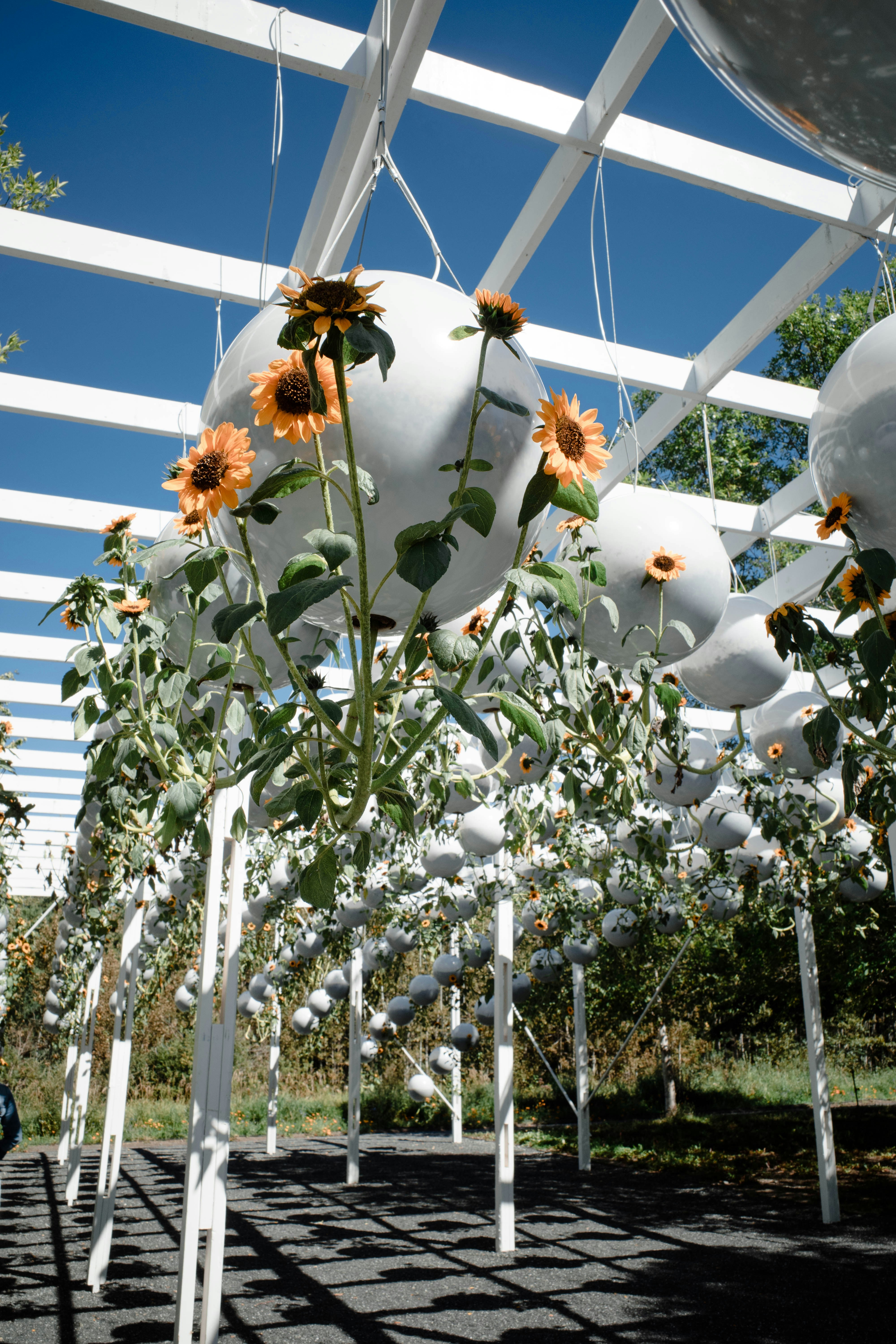 a group of flowers growing in a greenhouse