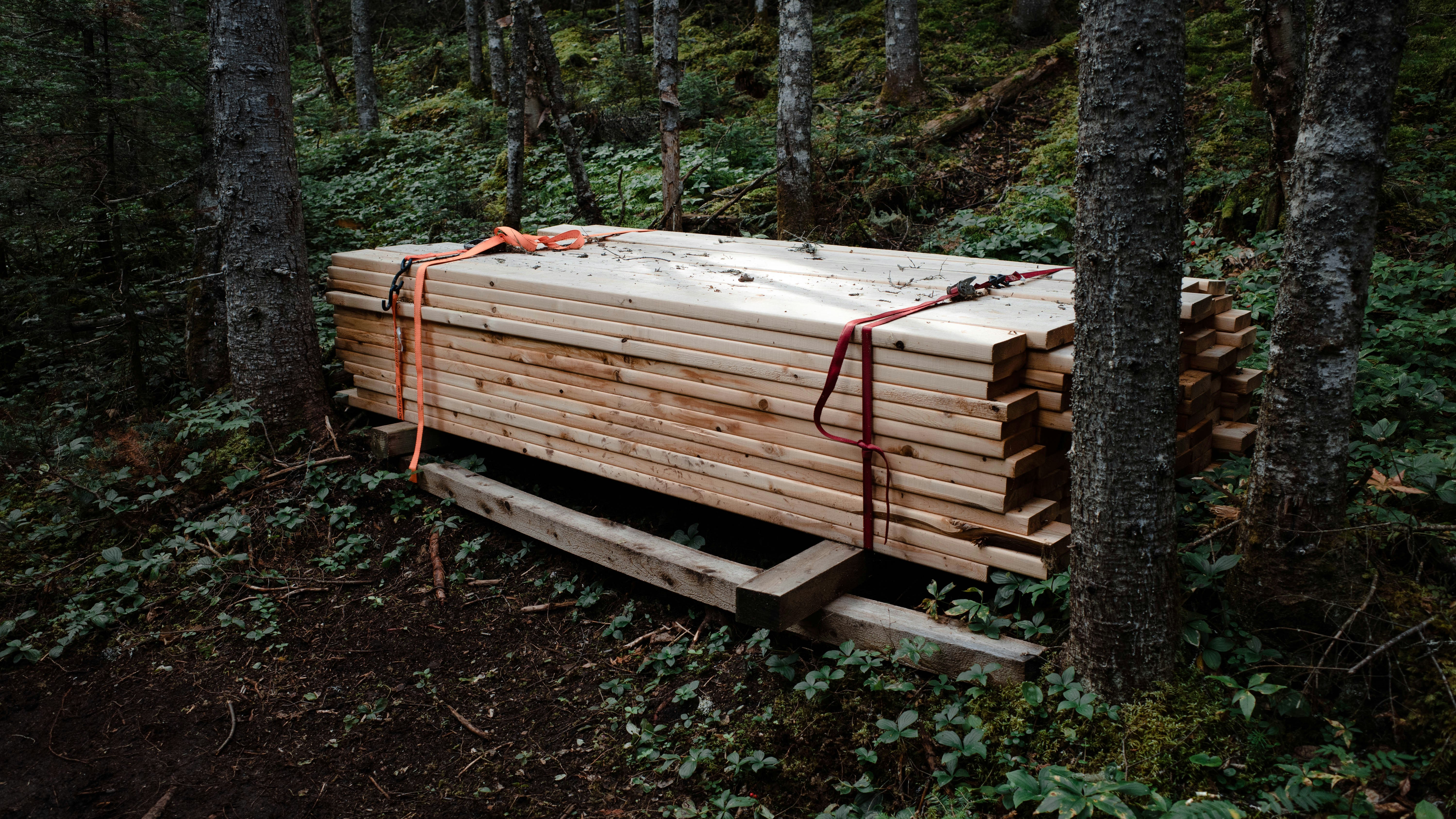 Bound Timber in a Quiet Pine Sanctuary