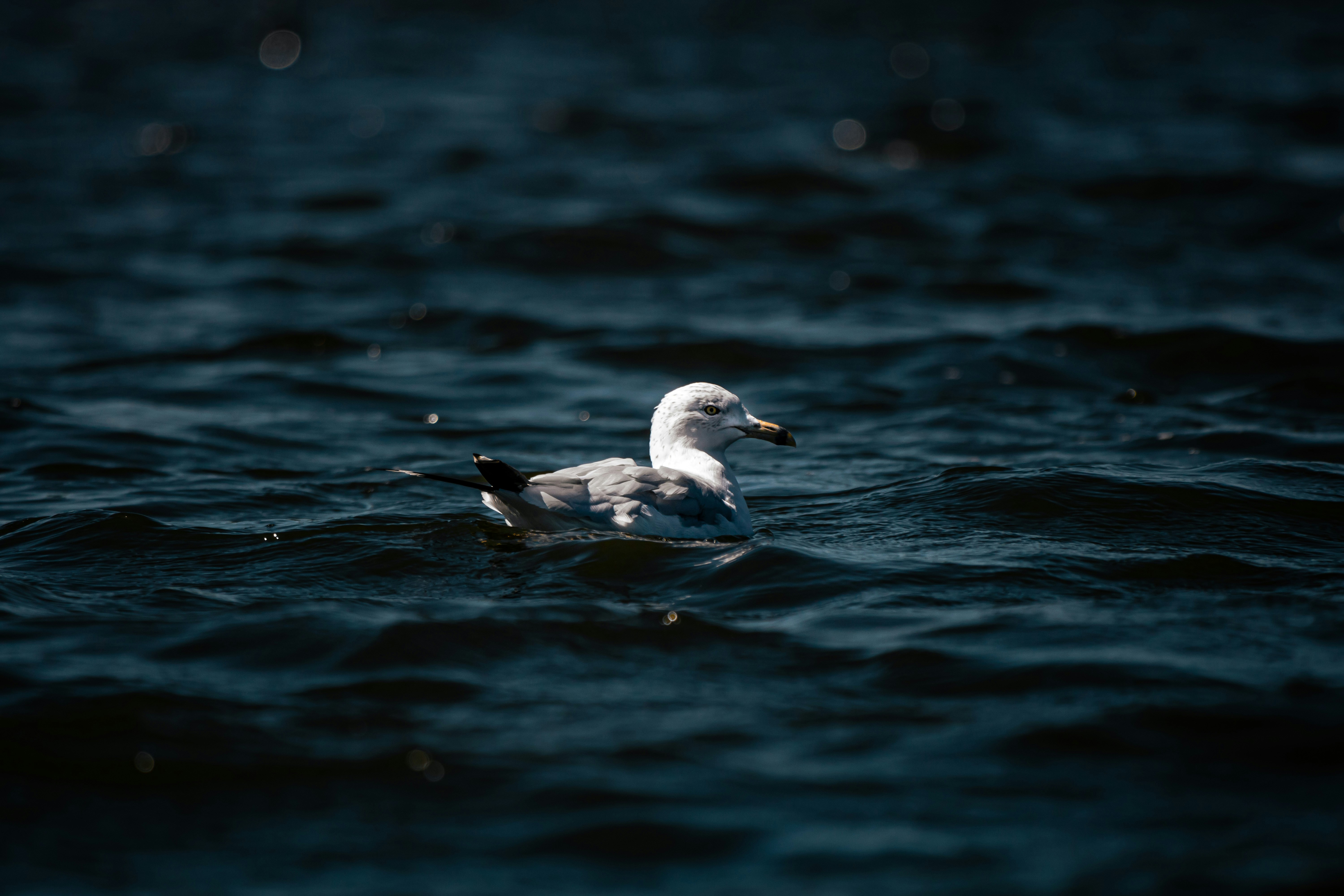 Solitary Seagull Amidst Rippling Waves