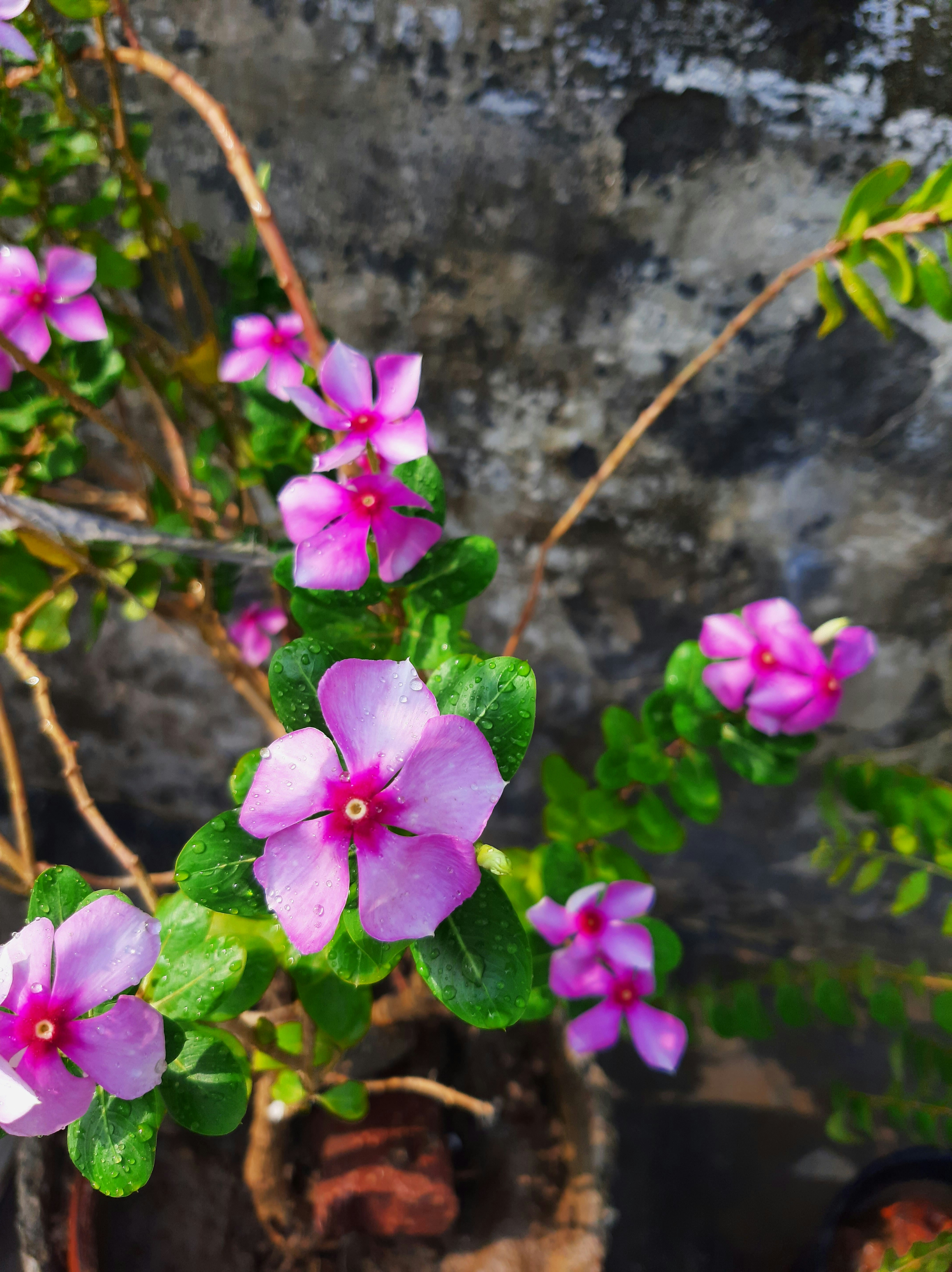 Pink Petals on a Weathered Wall