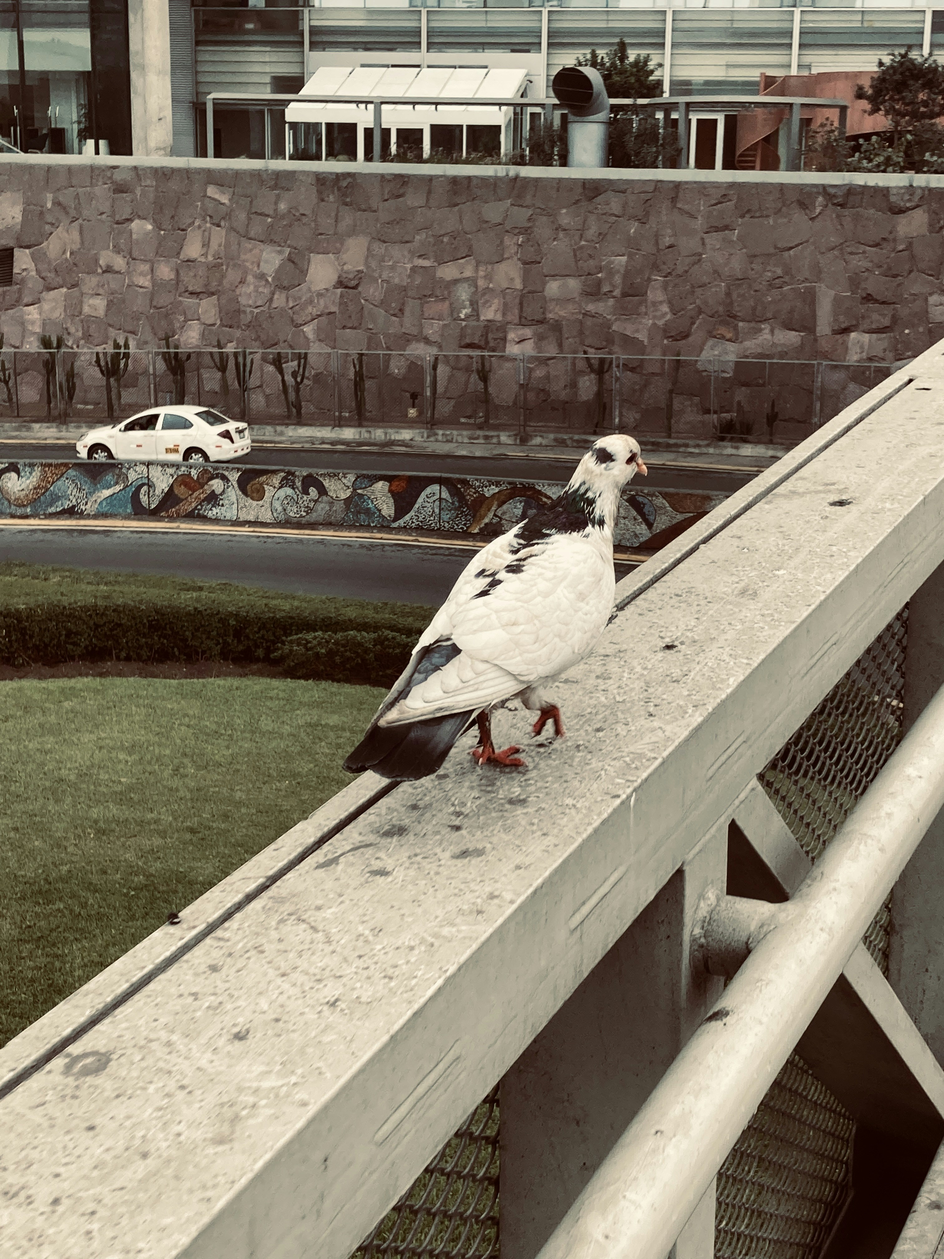 A little white dove on a bridge in Lima Perú